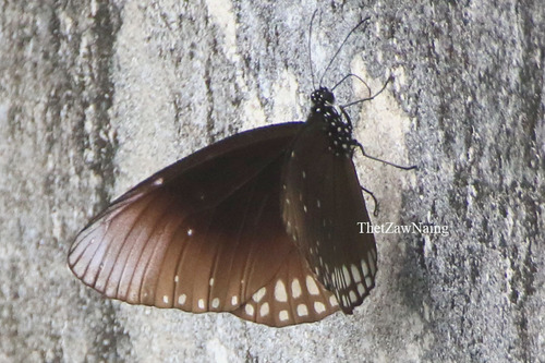 King Crow or Great Crow (Butterflies of Myanmar (Burma)) · iNaturalist