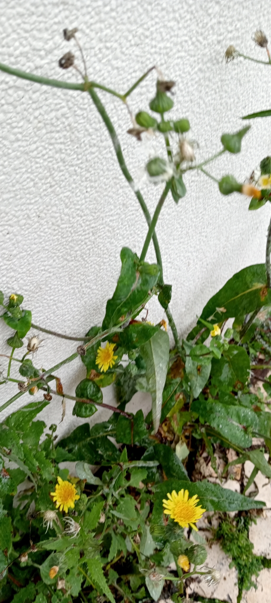 Sonchus oleraceus L.