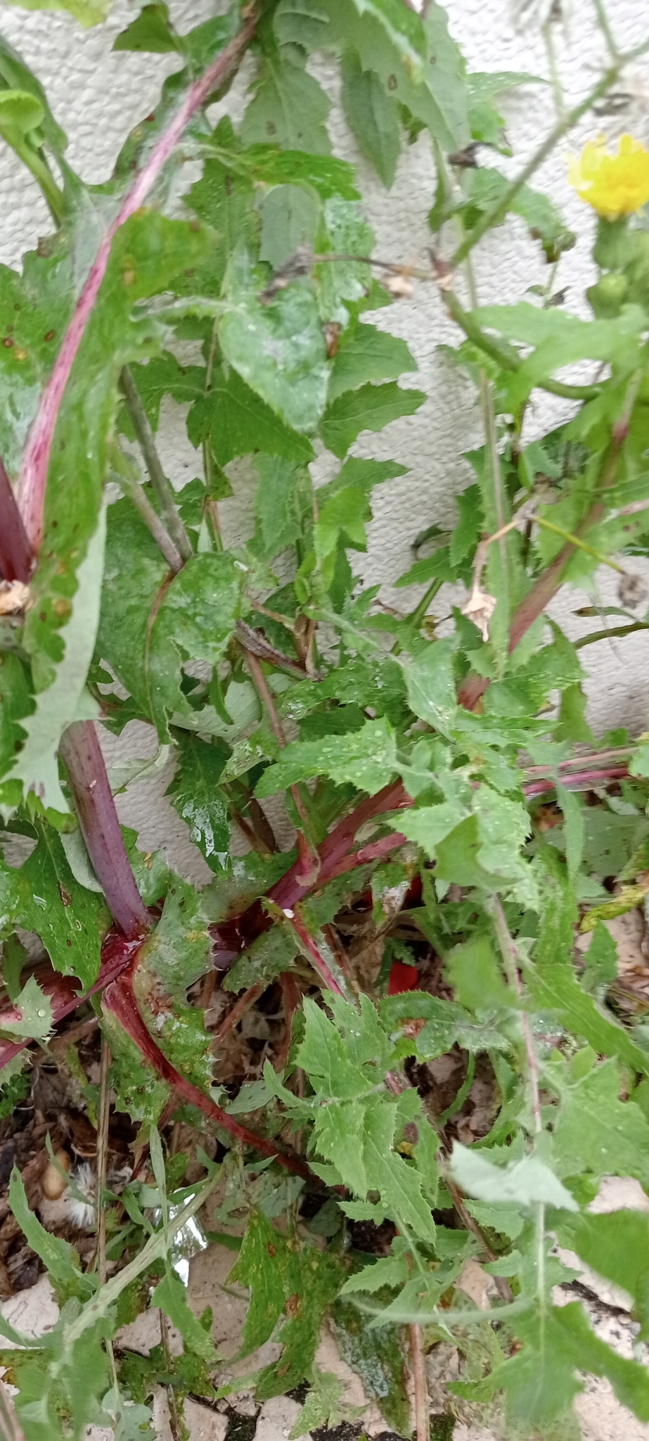 Sonchus oleraceus L.