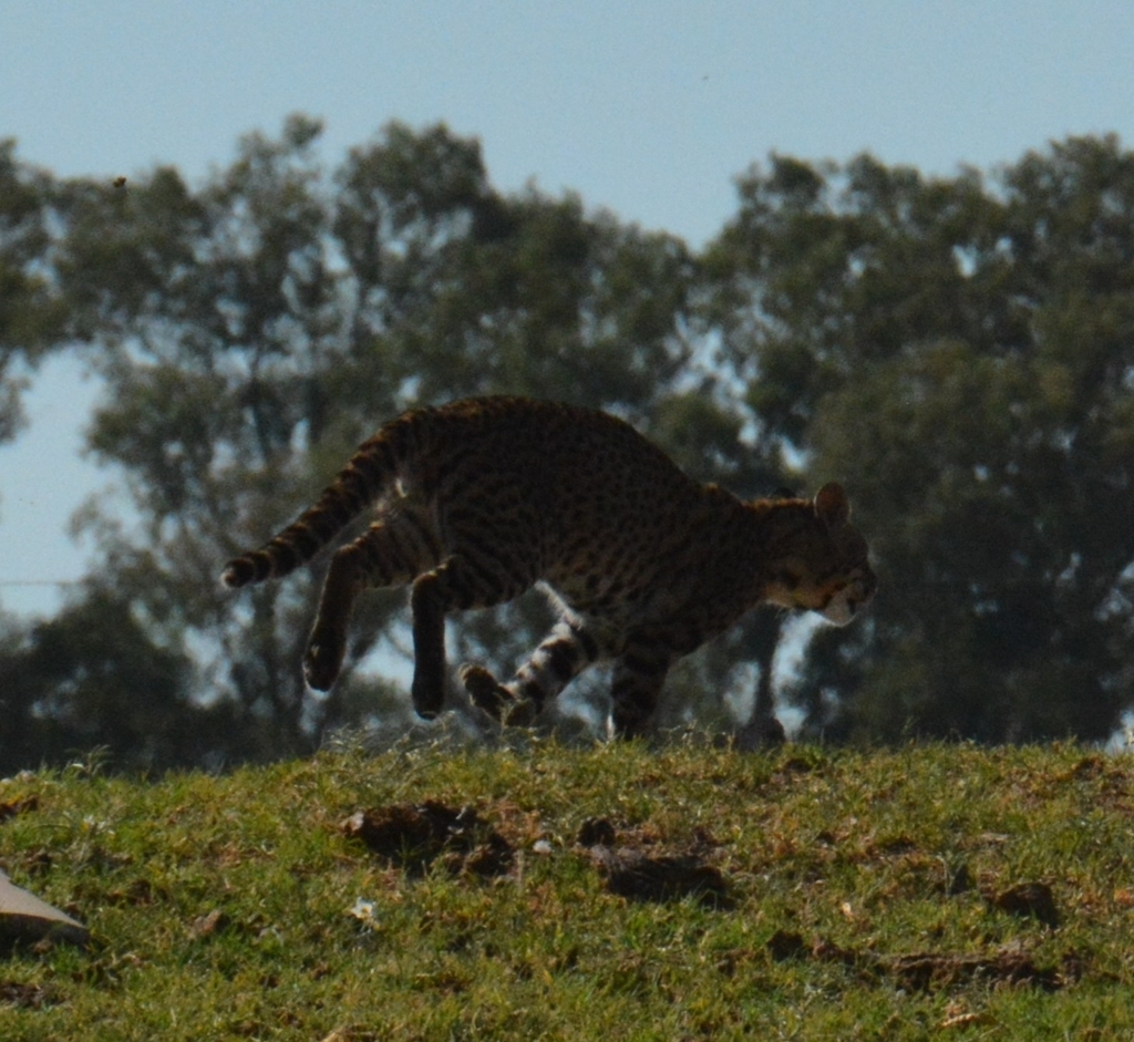 Geoffroy's Cat from Juárez Celman, Córdoba, Argentina on December 31 ...