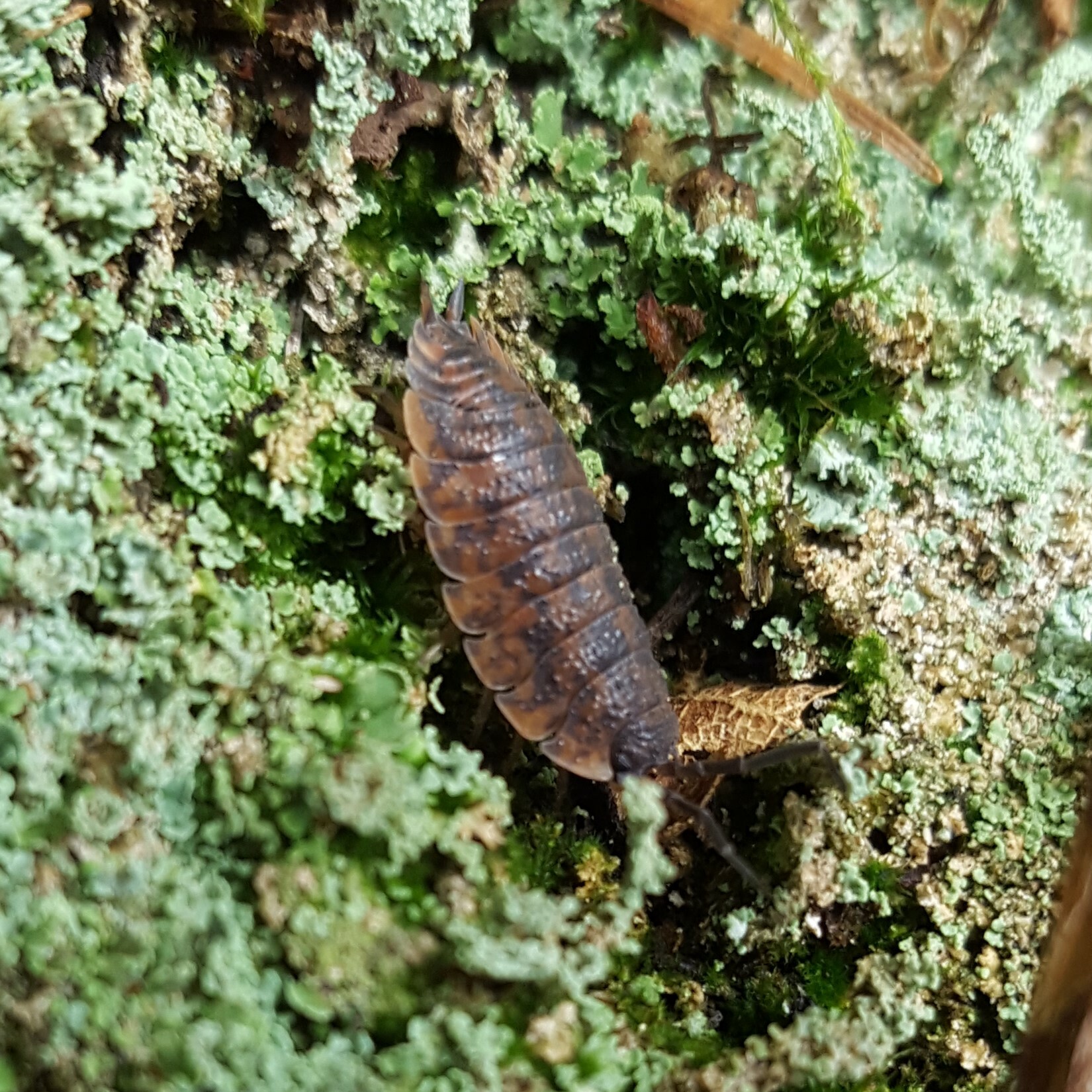 Porcellio scaber Latreille, 1804