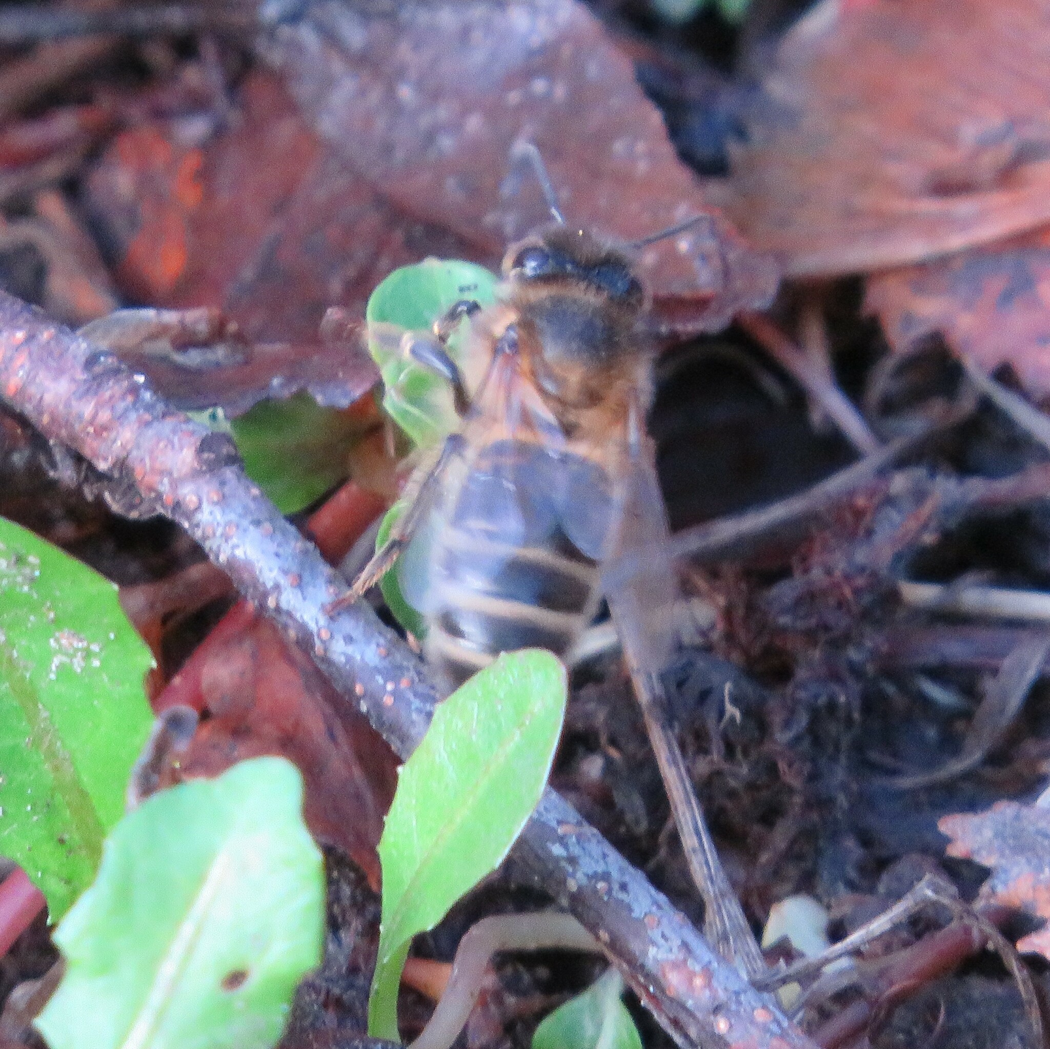 Apis mellifera Linnaeus, 1758