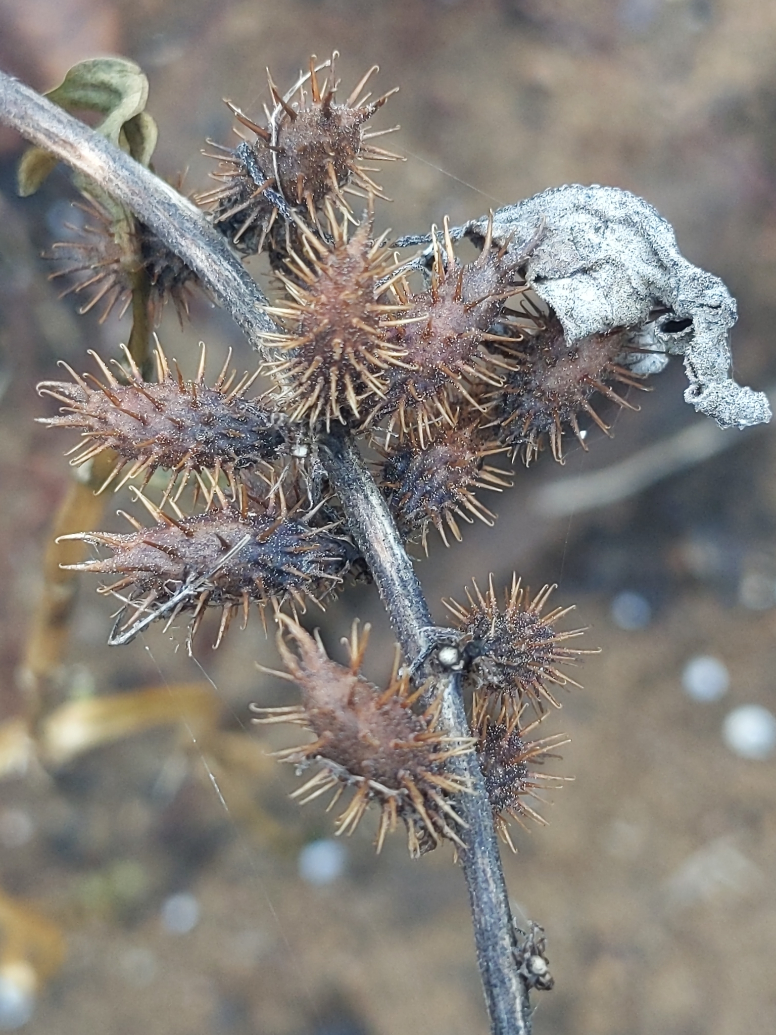 Xanthium strumarium L.