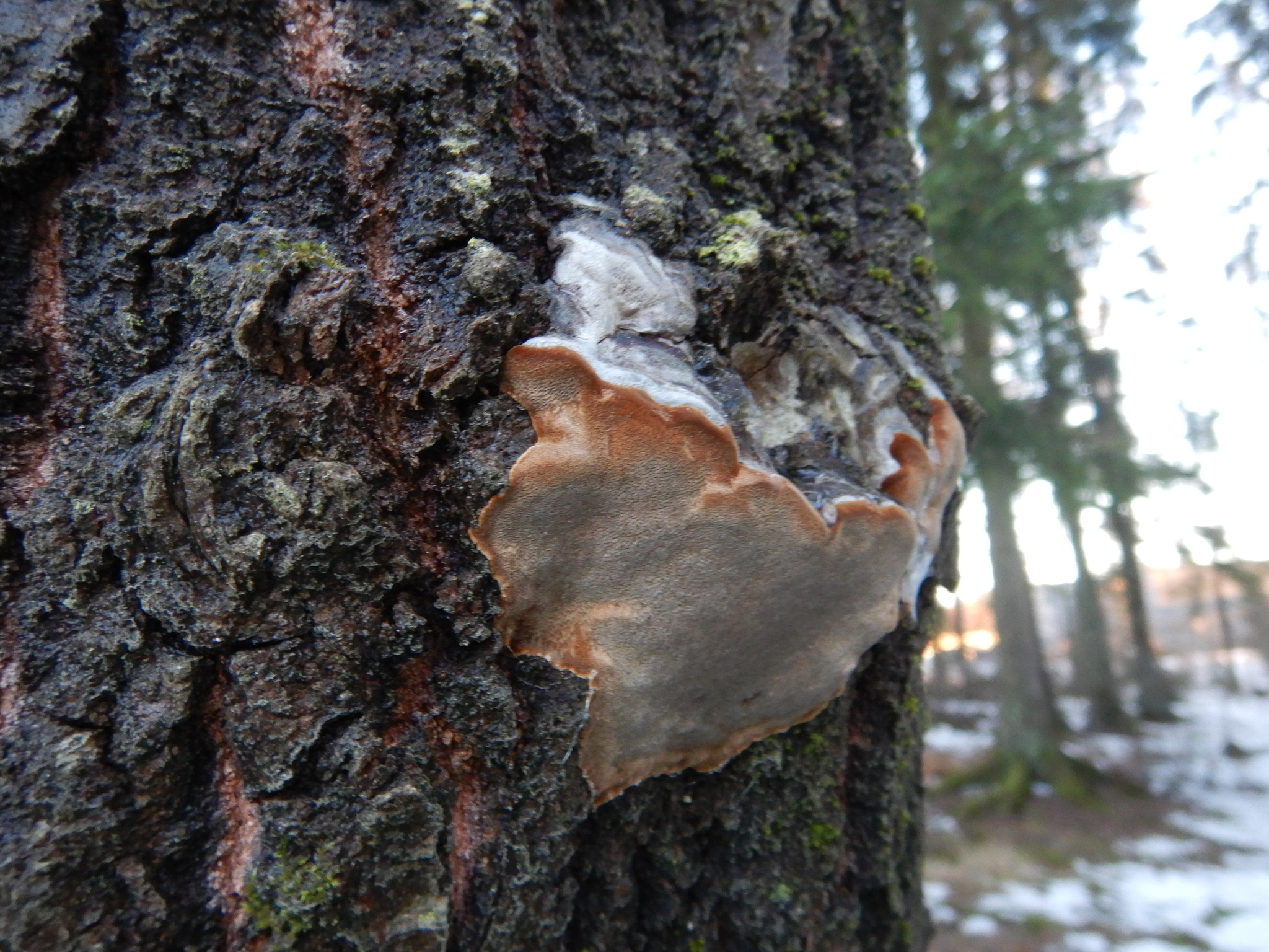 Phellinus Quél., 1886
