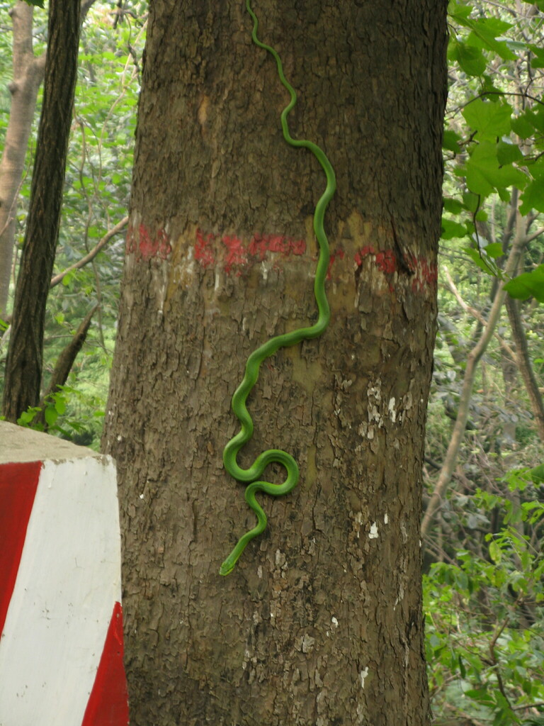 Rein Snake from Unnamed Road, Shi He Qu, Xin Yang Shi, He Nan Sheng ...