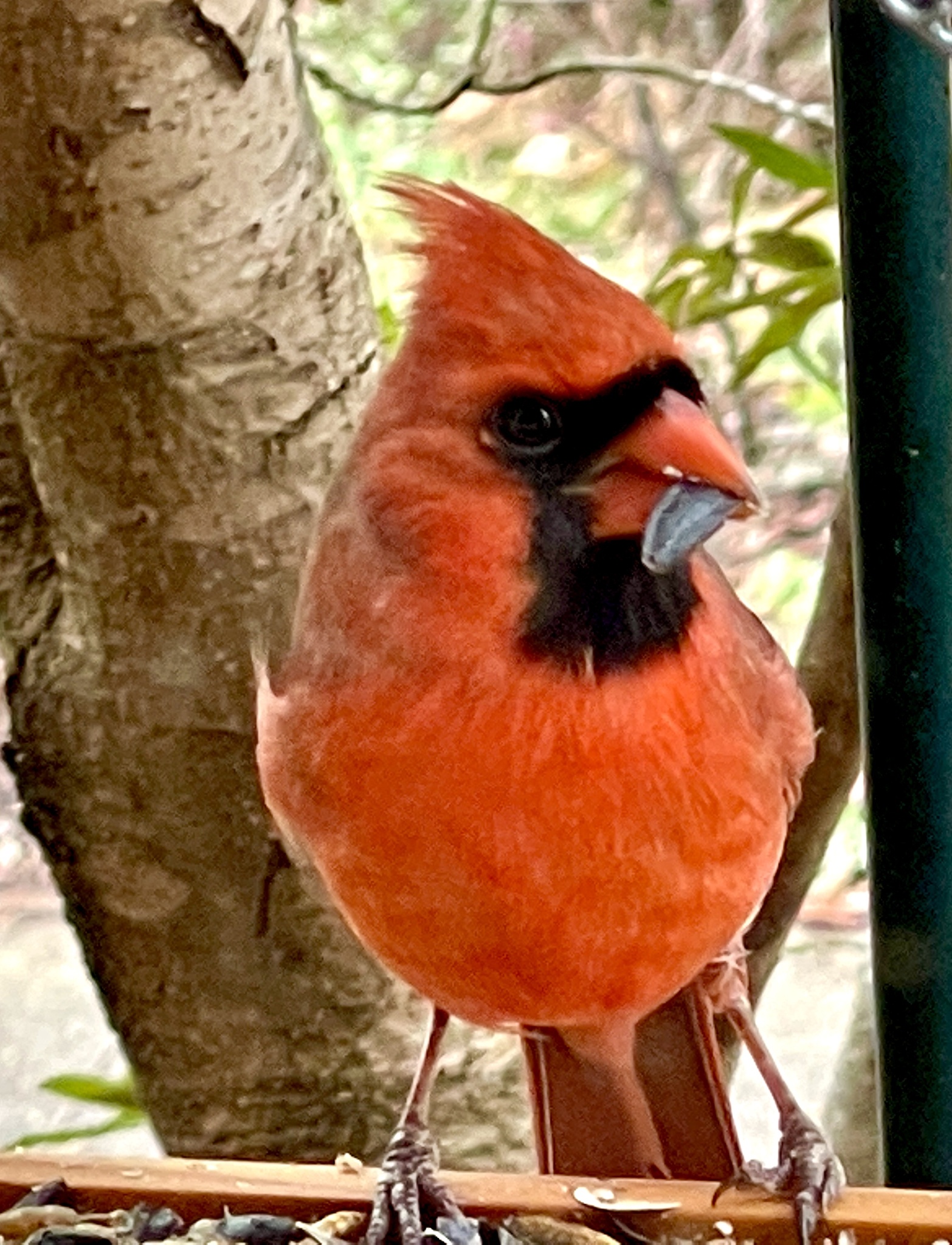 Cardinalis cardinalis (Linnaeus, 1758)