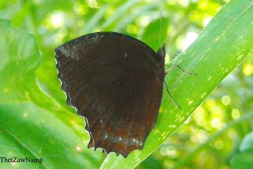 Himalayan Common Palmfly (Butterflies of Myanmar (Burma)) · iNaturalist