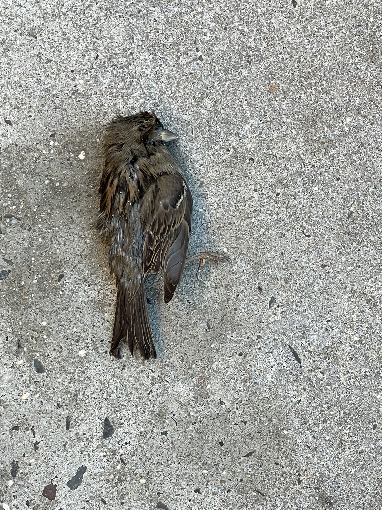 Passer domesticus (Linnaeus, 1758)