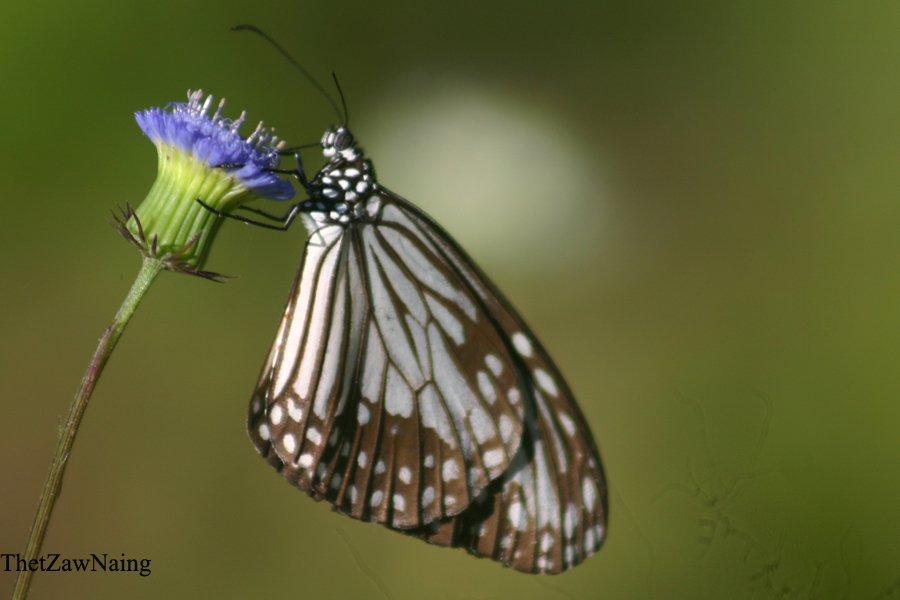 Himalayan Glassy Tiger (Butterflies of Myanmar (Burma)) · iNaturalist