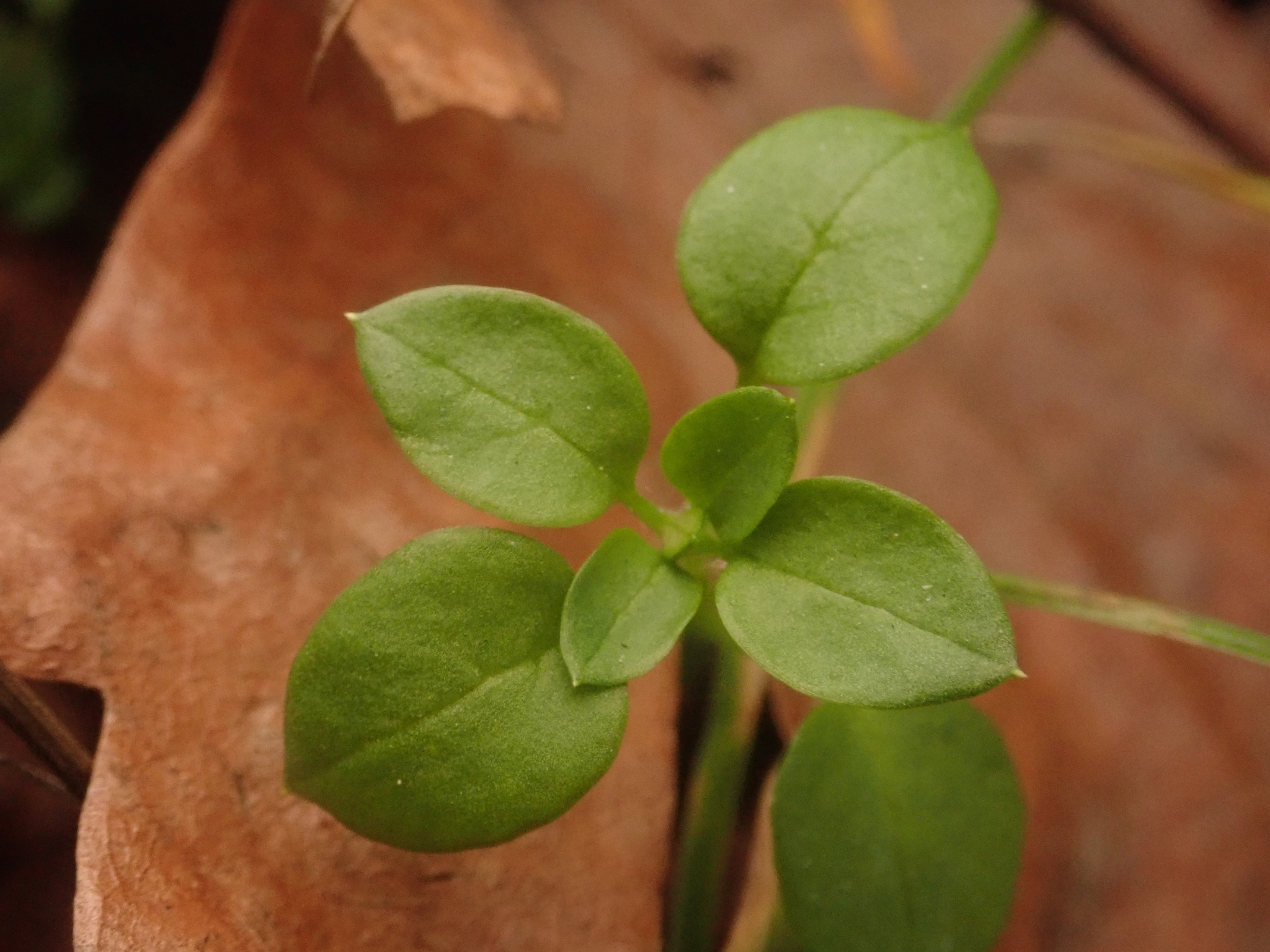 Caryophyllaceae