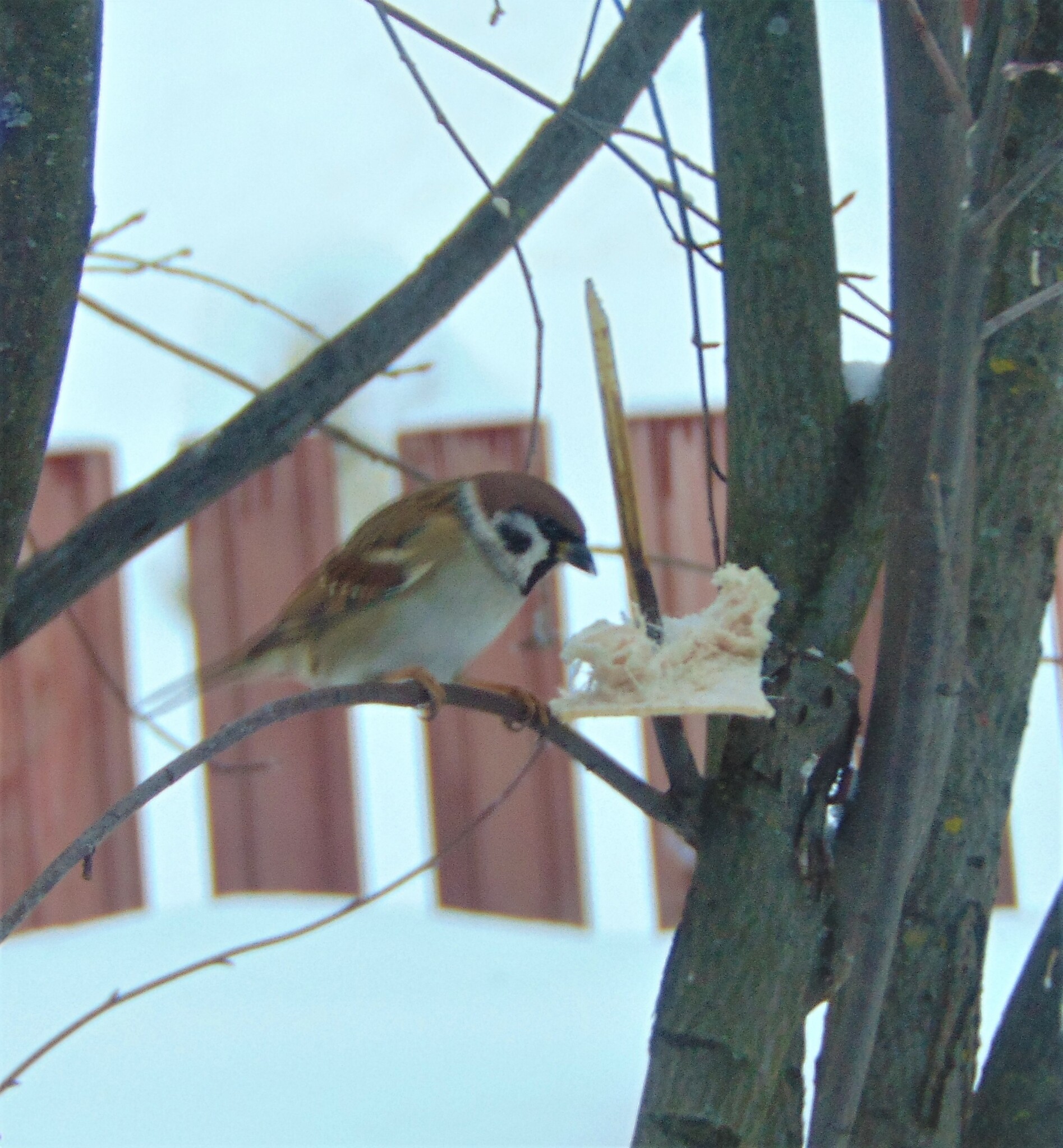 Passer montanus (Linnaeus, 1758)