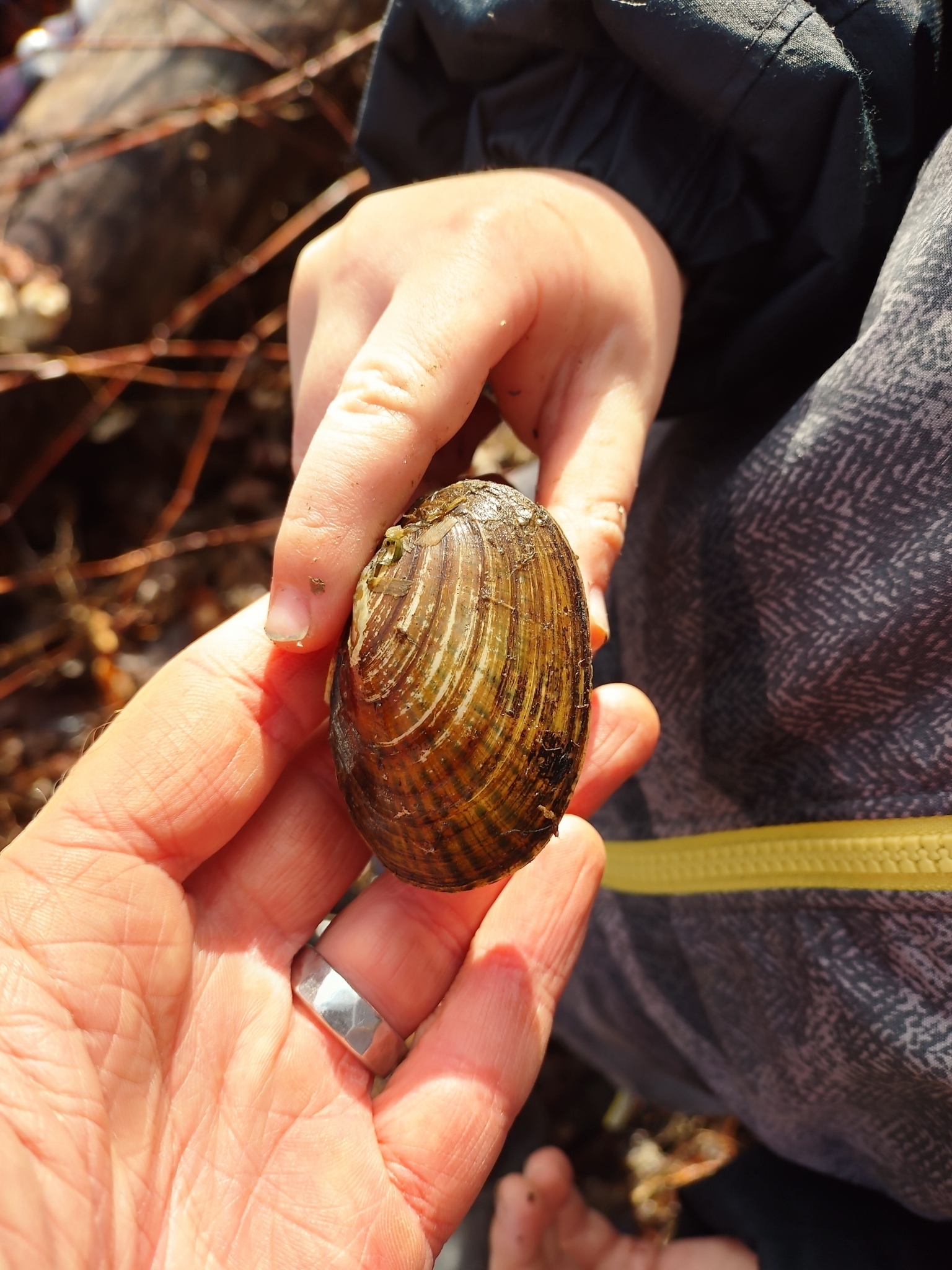 Lampsilis radiata (Gmelin, 1791)