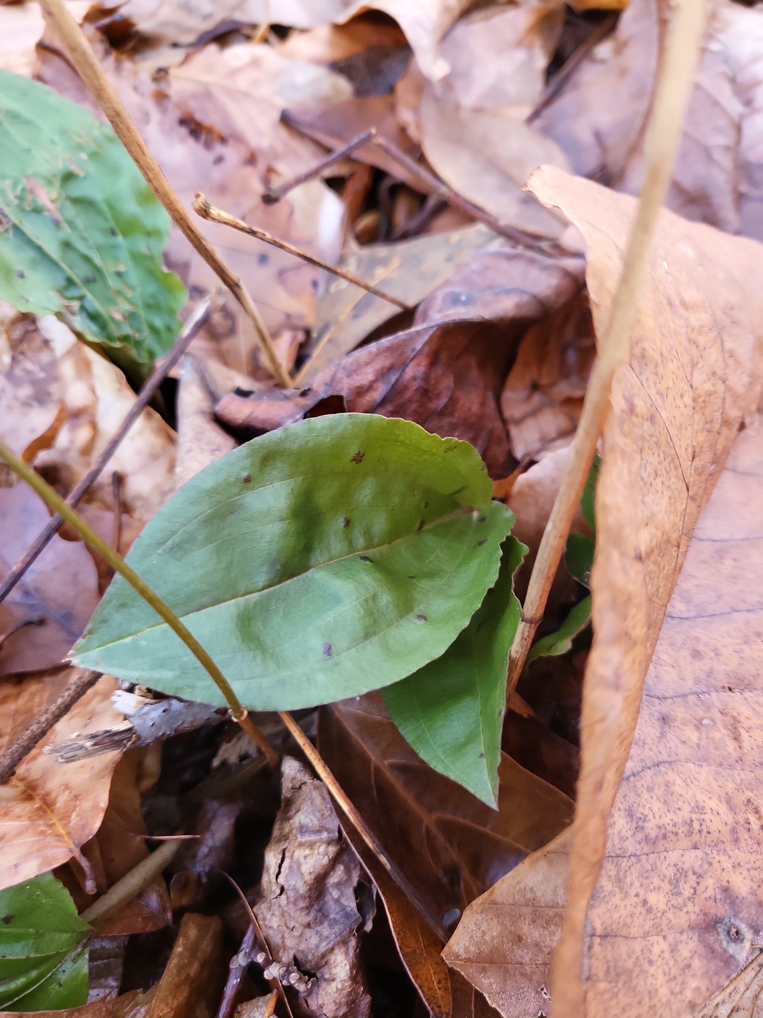 Tipularia discolor (Pursh) Nutt.