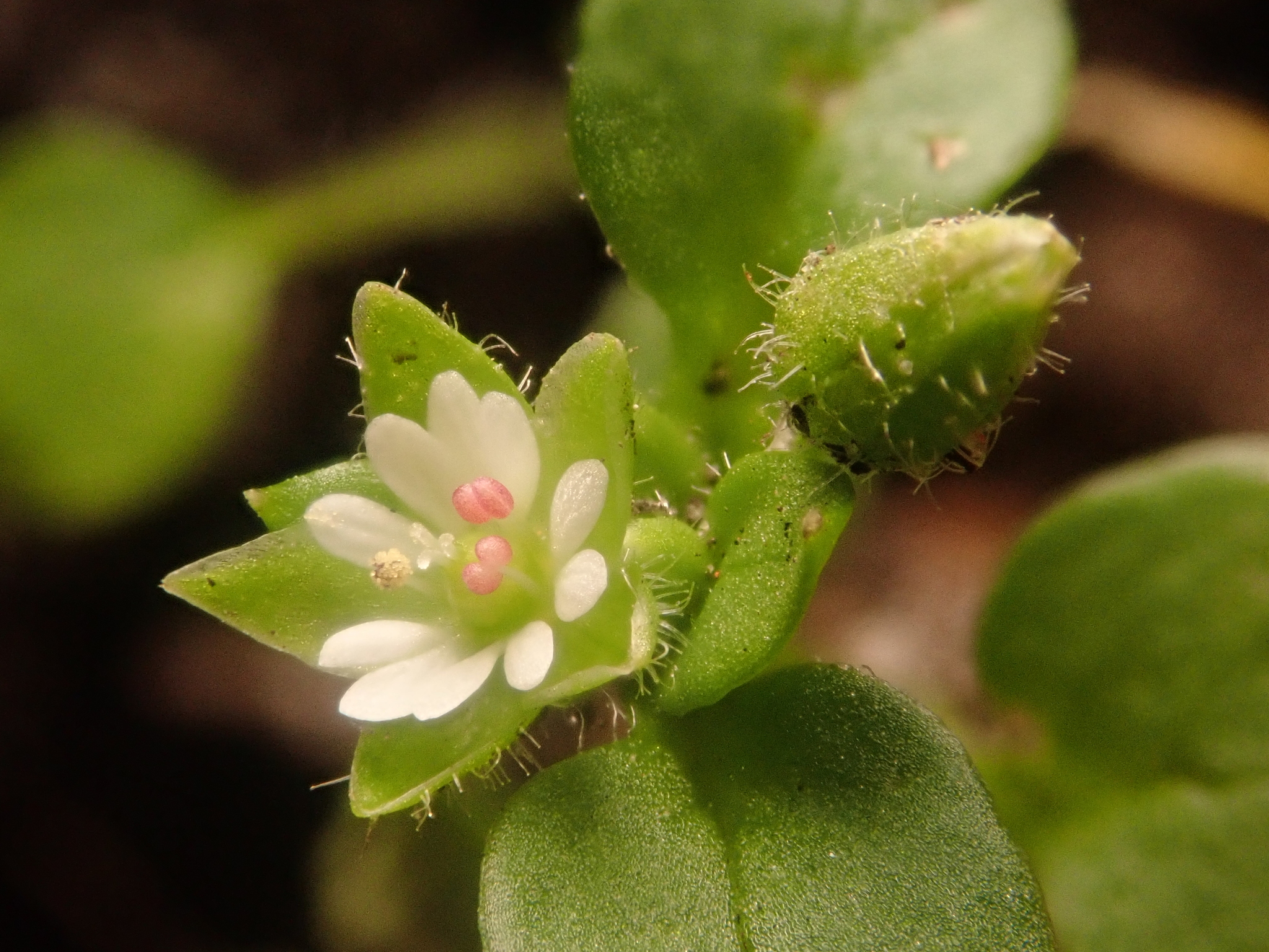 Stellaria L.