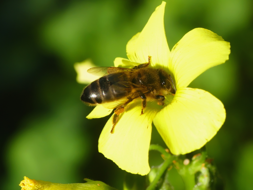 Apis mellifera Linnaeus, 1758