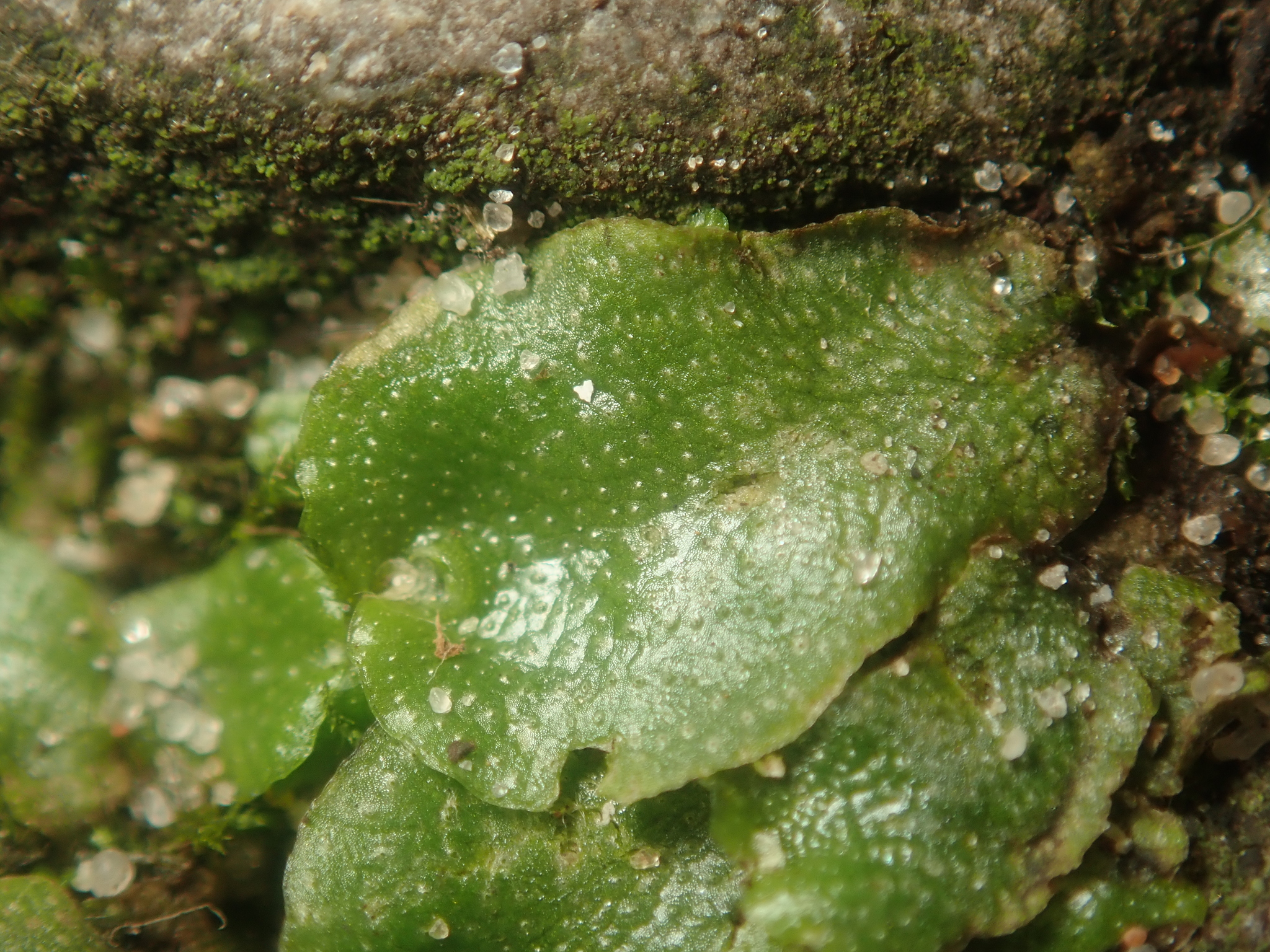 Marchantiophyta