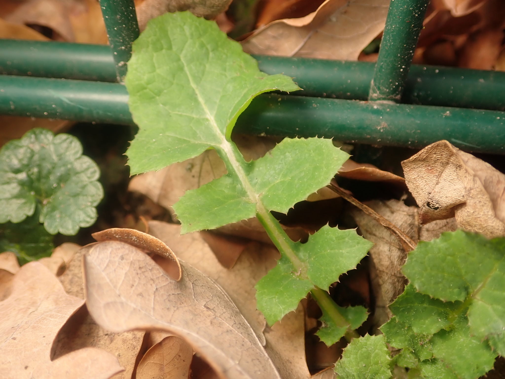 Sonchus oleraceus L.