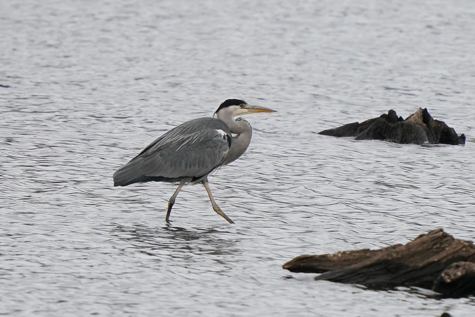 Ardea cinerea Linnaeus, 1758
