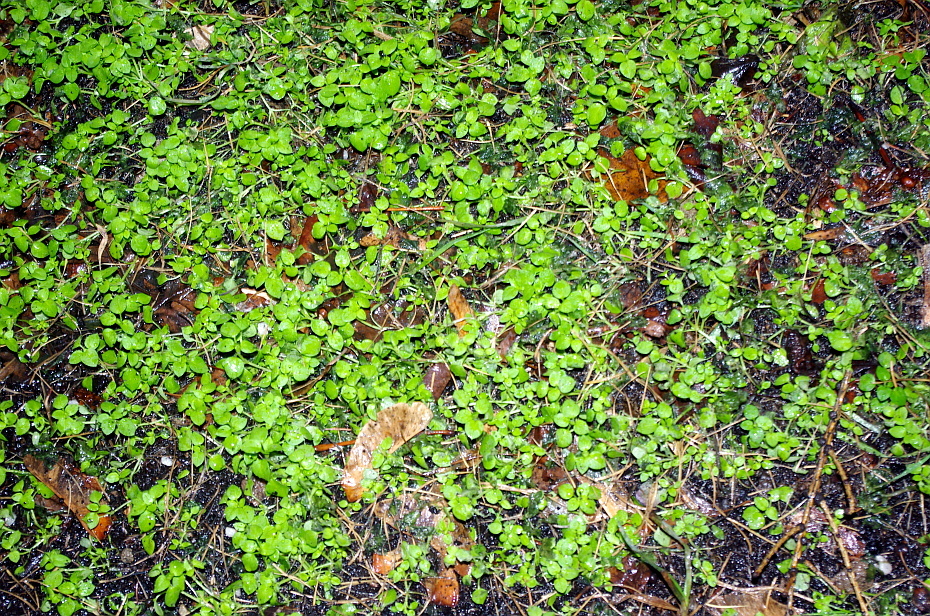Caryophyllaceae