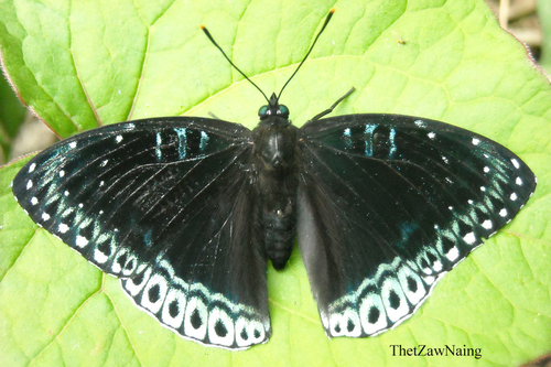 Himalayan Popinjay (Butterflies of Myanmar (Burma)) · iNaturalist