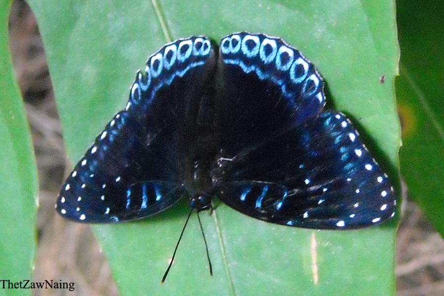 Himalayan Popinjay (Butterflies of Myanmar (Burma)) · iNaturalist