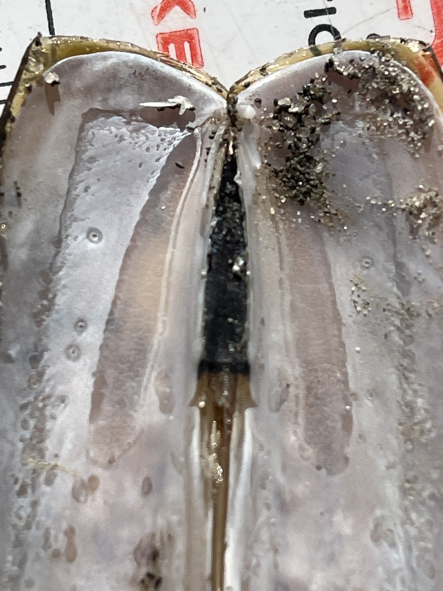 Pharidae