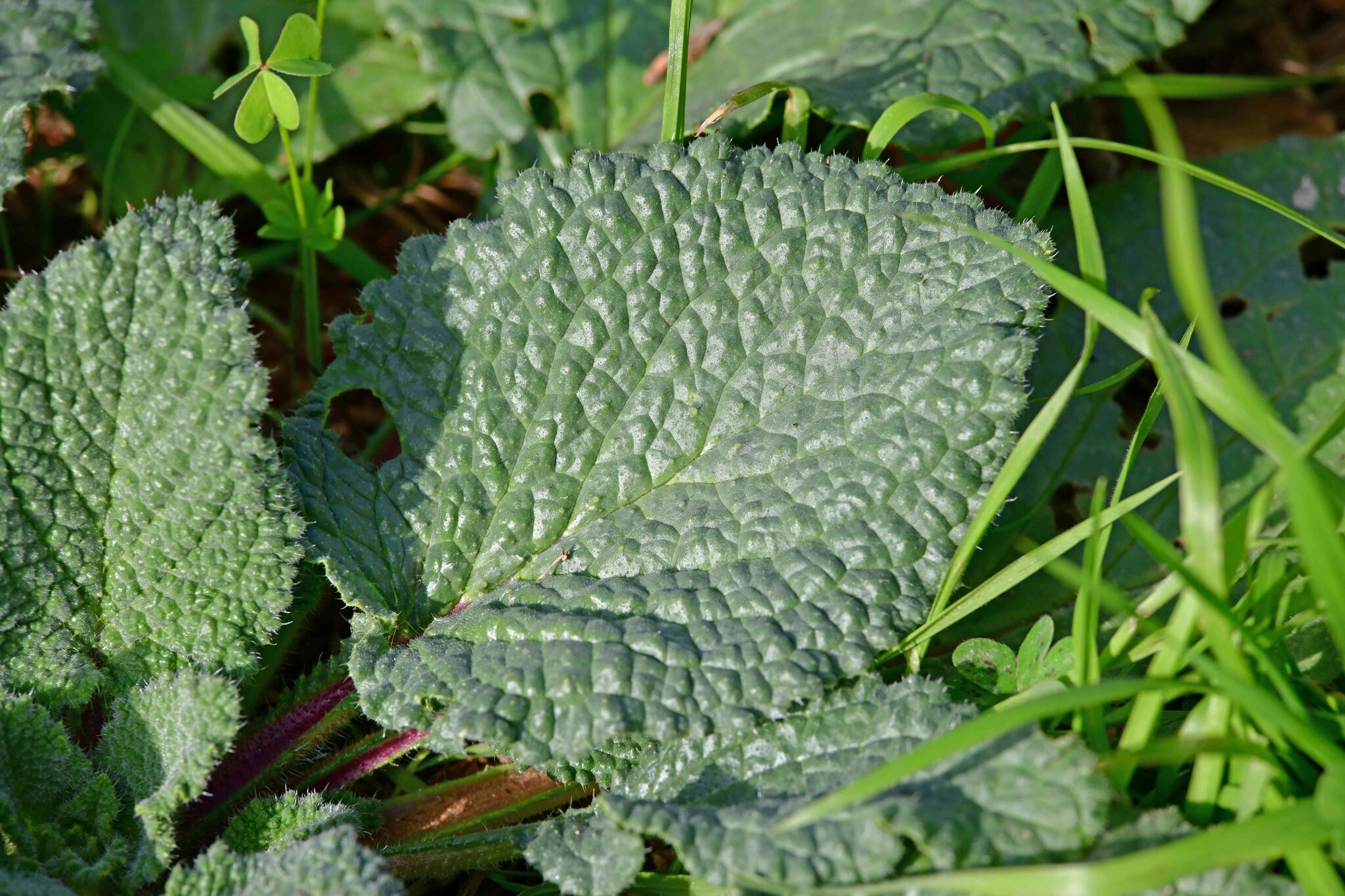 Boraginaceae