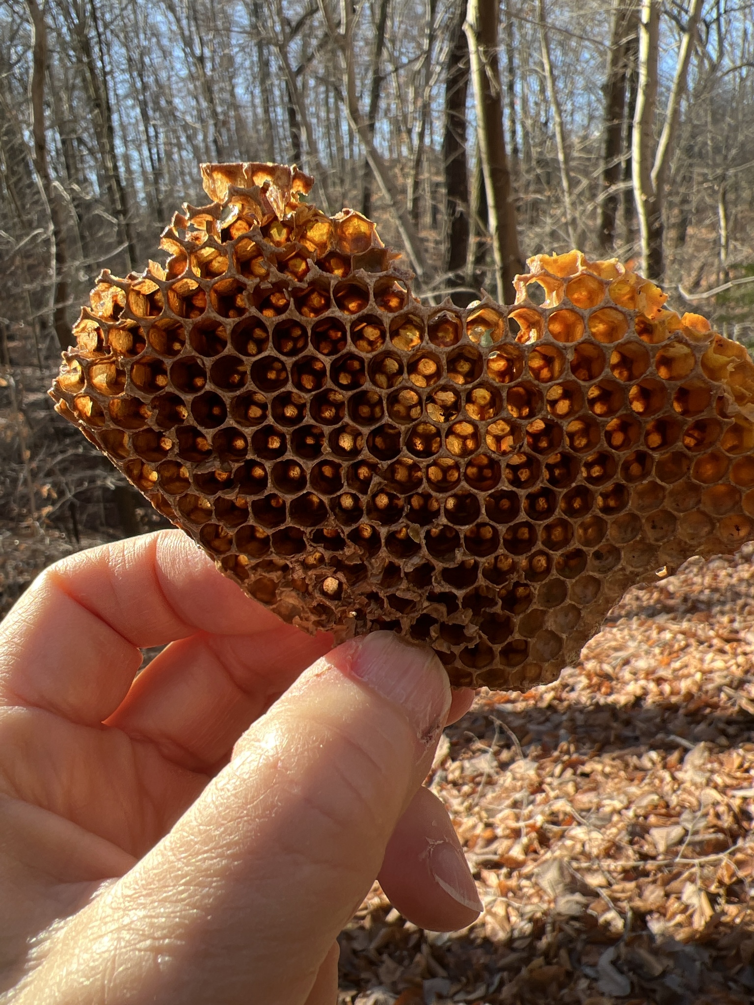 Apis mellifera Linnaeus, 1758