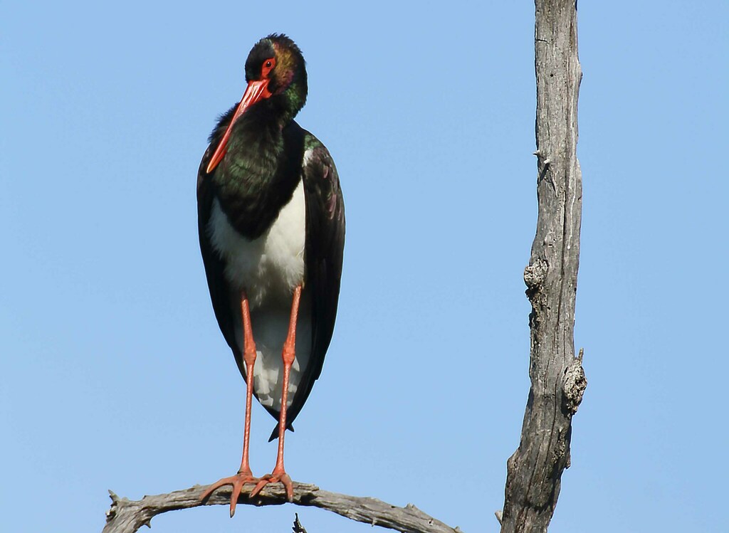 Black Stork from Phalaborwa, 1390, South Africa on May 10, 2010 at 08: ...