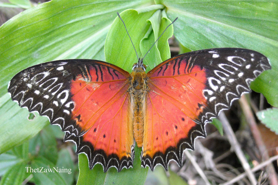 Himalayan Red Lacewing (Butterflies of Myanmar (Burma)) · iNaturalist