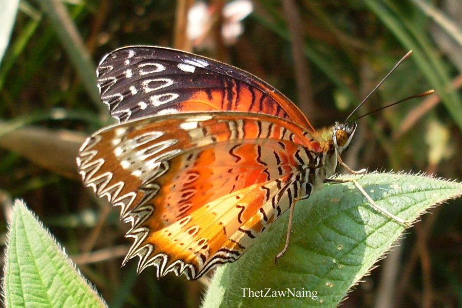 Himalayan Red Lacewing (Butterflies of Myanmar (Burma)) · iNaturalist