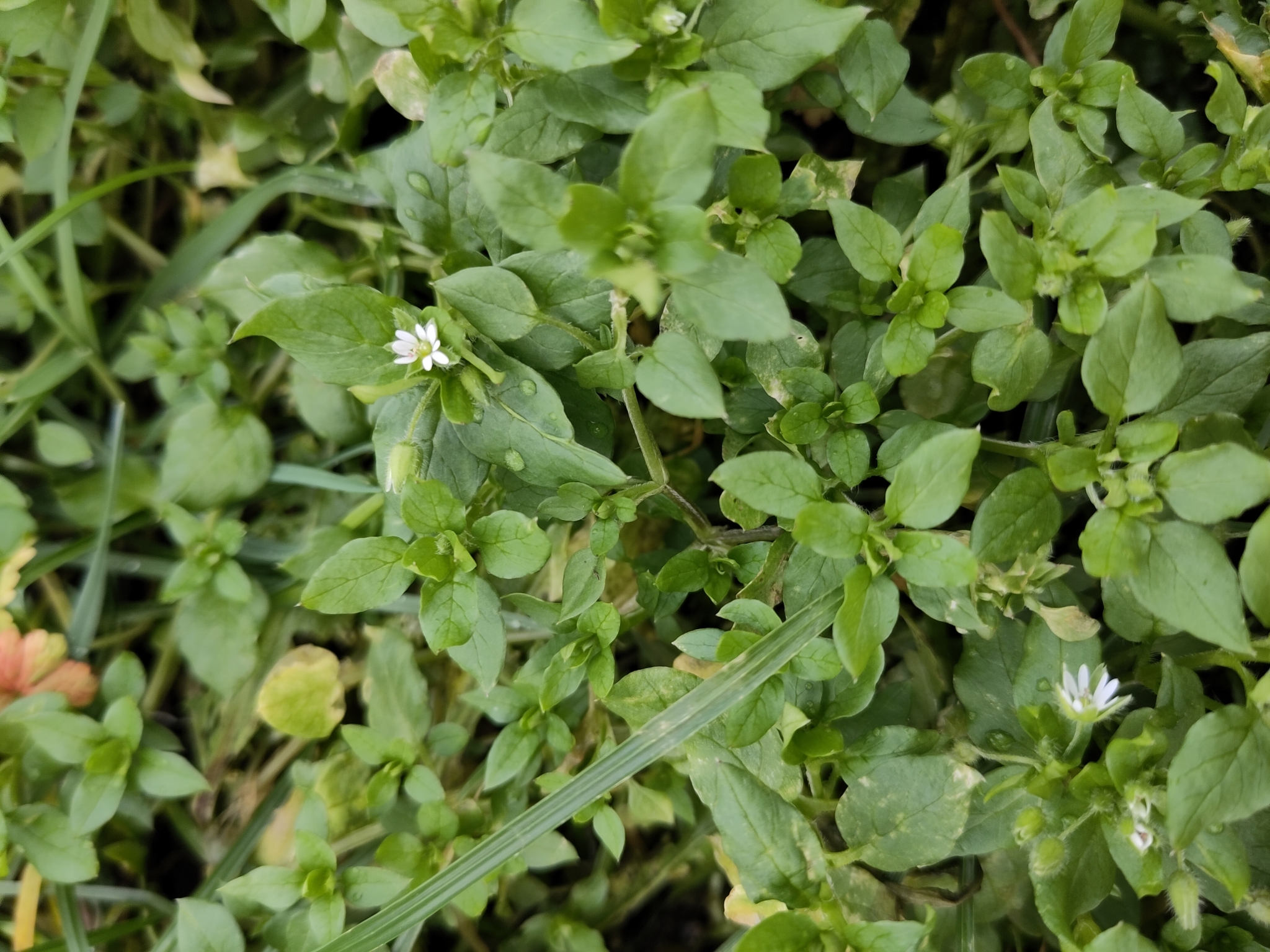 Caryophyllaceae