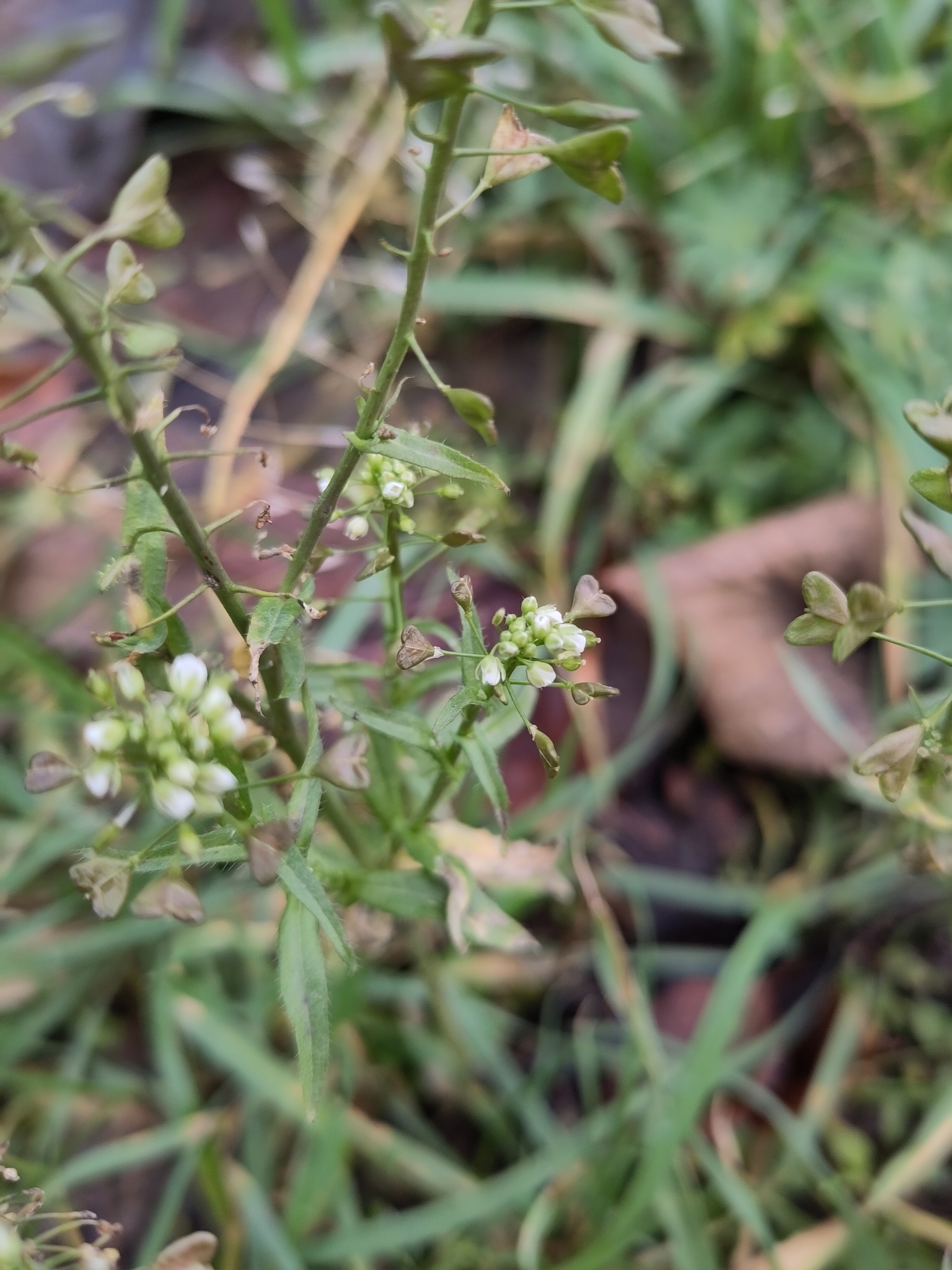 Brassicaceae