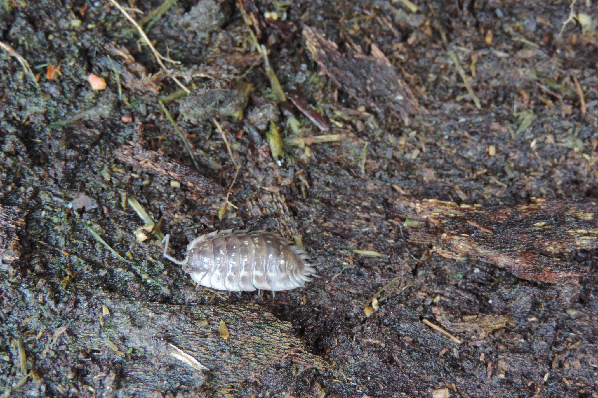 Oniscus asellus Linnaeus, 1758