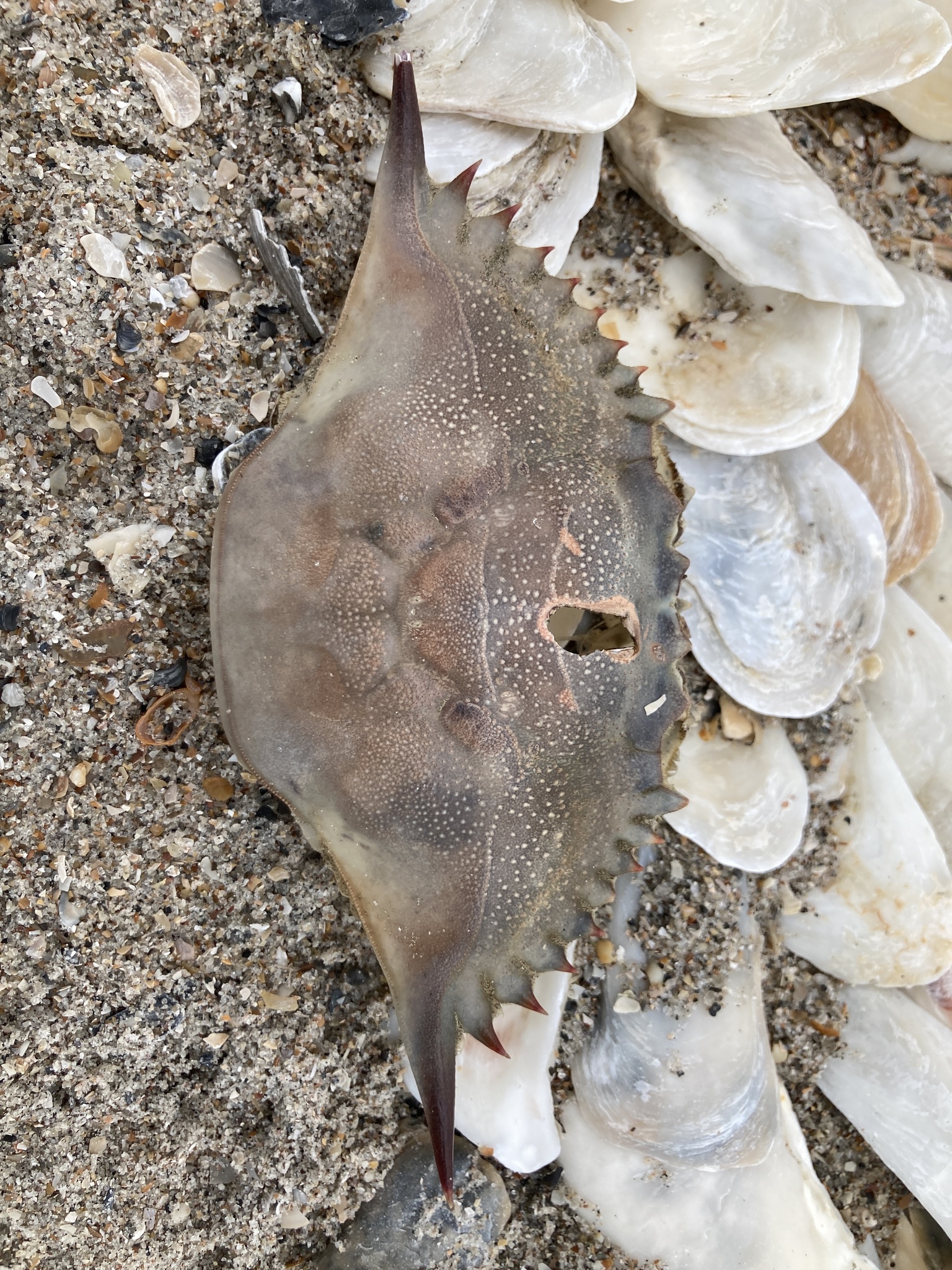Callinectes sapidus Rathbun, 1896