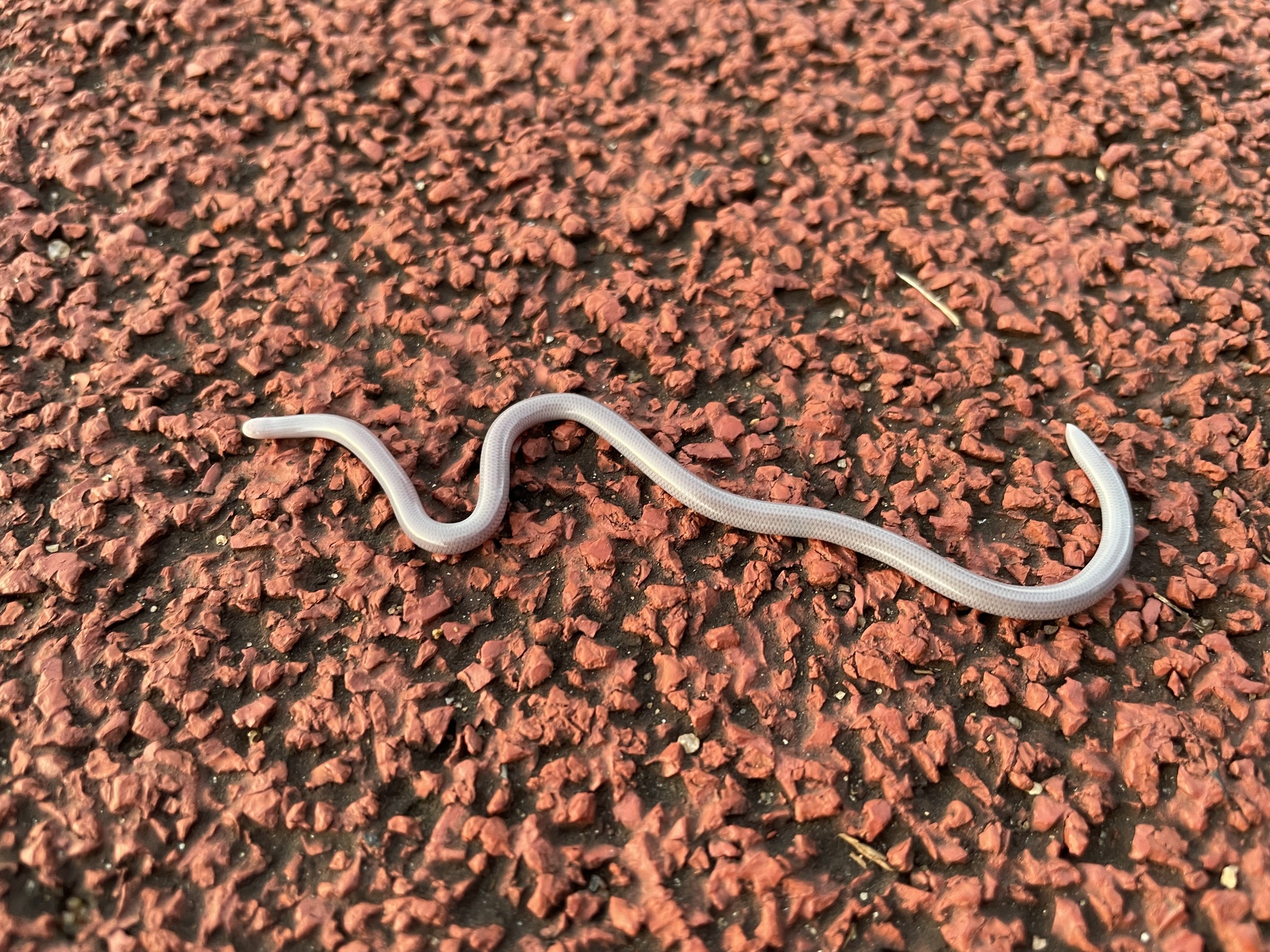 Indotyphlops Hedges, Marion, Lipp, Marin & Vidal, 2014-17