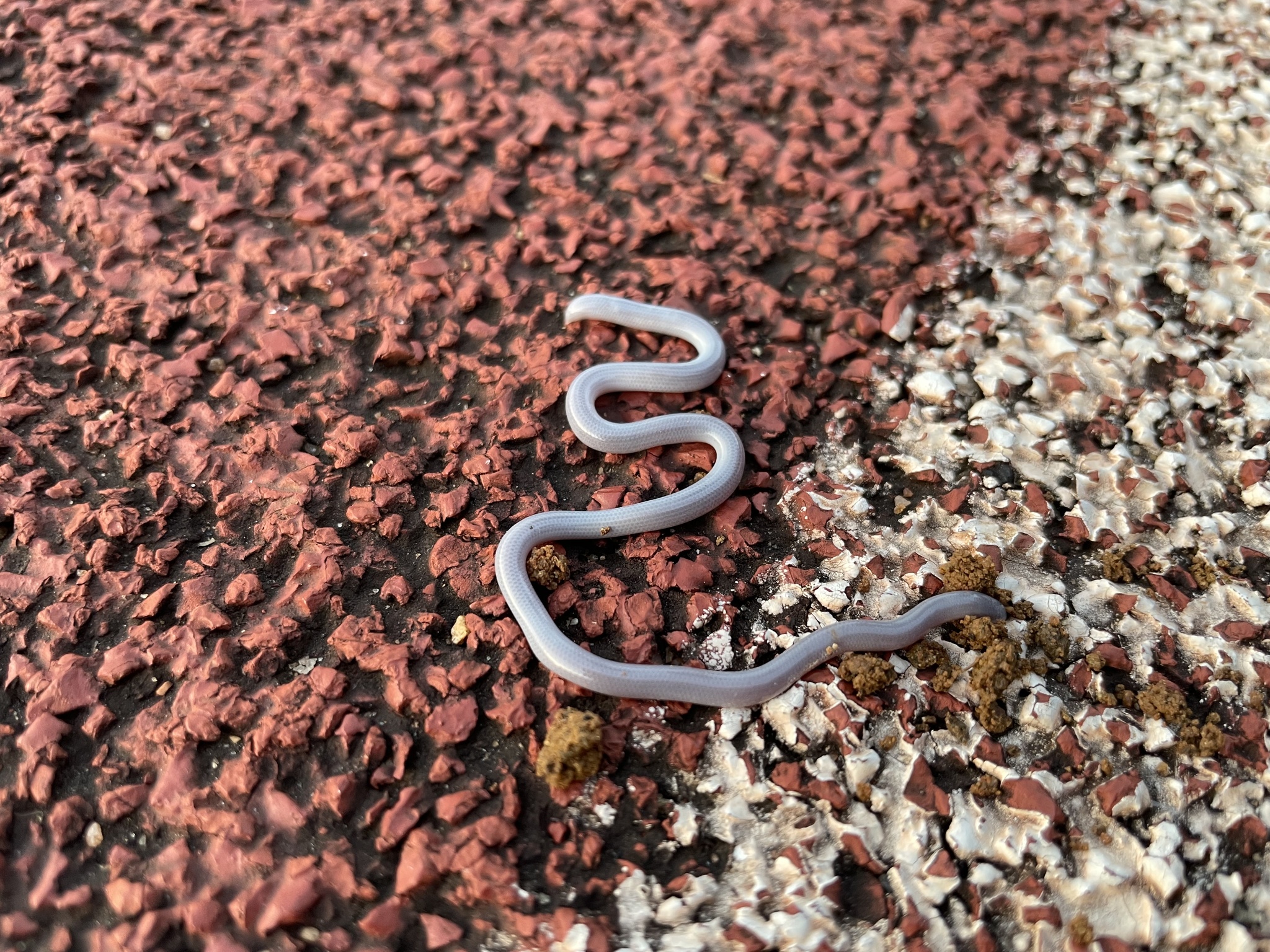 Indotyphlops Hedges, Marion, Lipp, Marin & Vidal, 2014-17