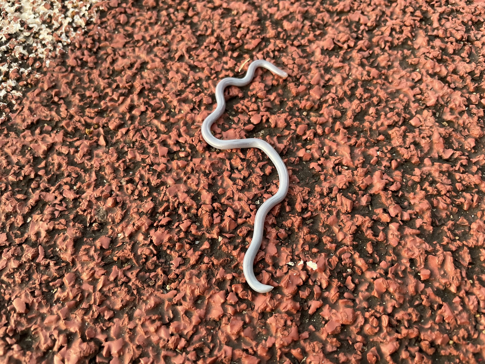 Indotyphlops Hedges, Marion, Lipp, Marin & Vidal, 2014-17