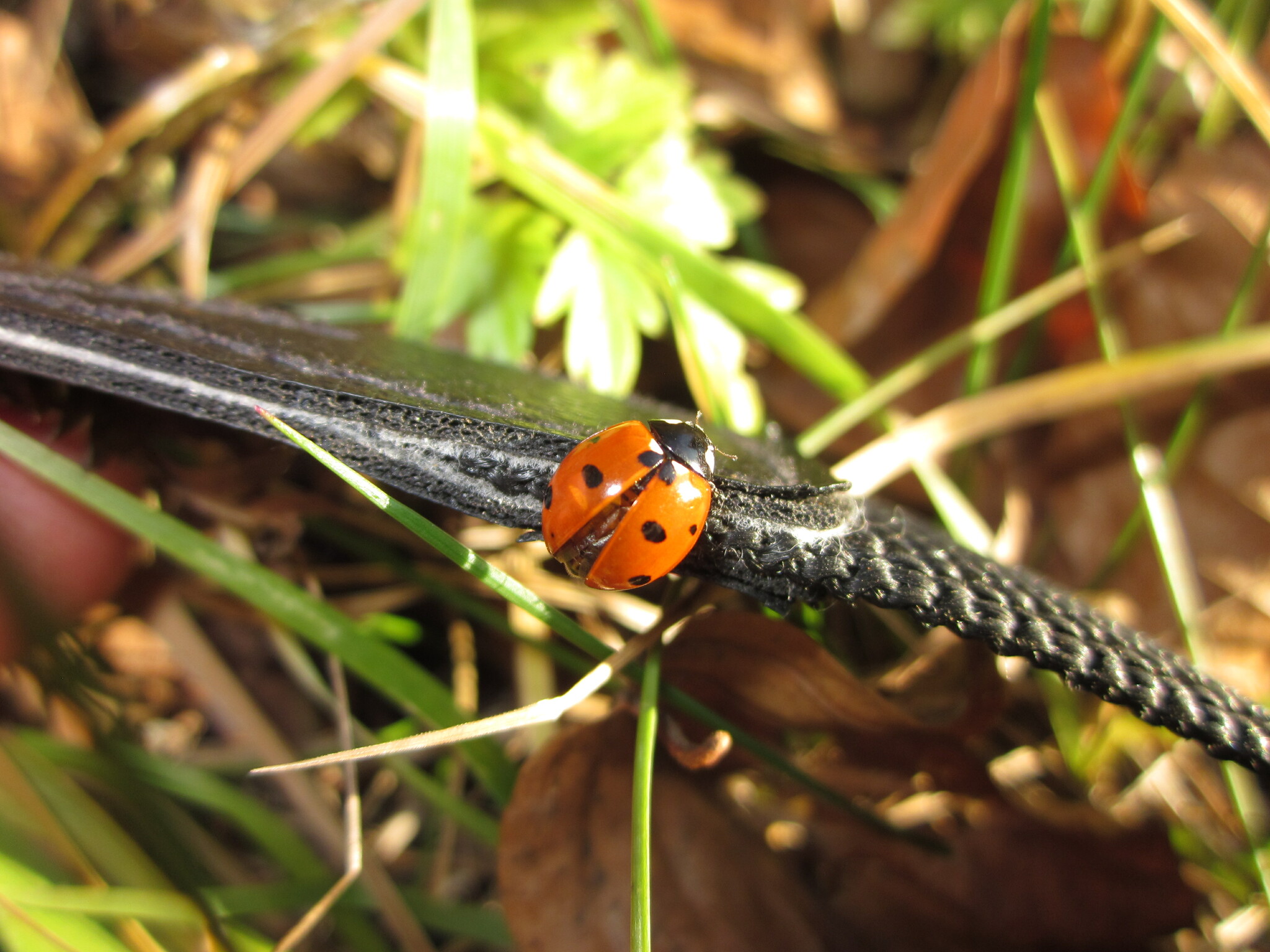 Coccinella septempunctata Linnaeus, 1758