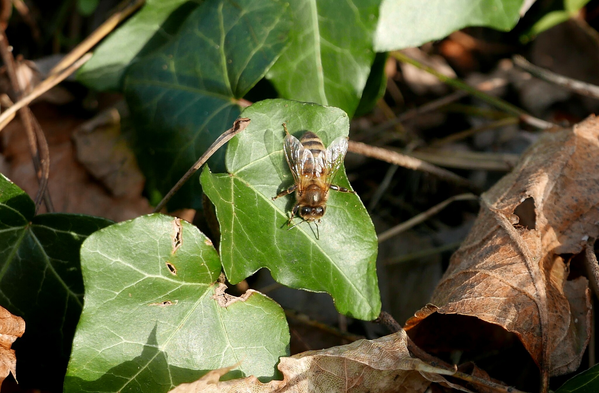 Apis mellifera Linnaeus, 1758