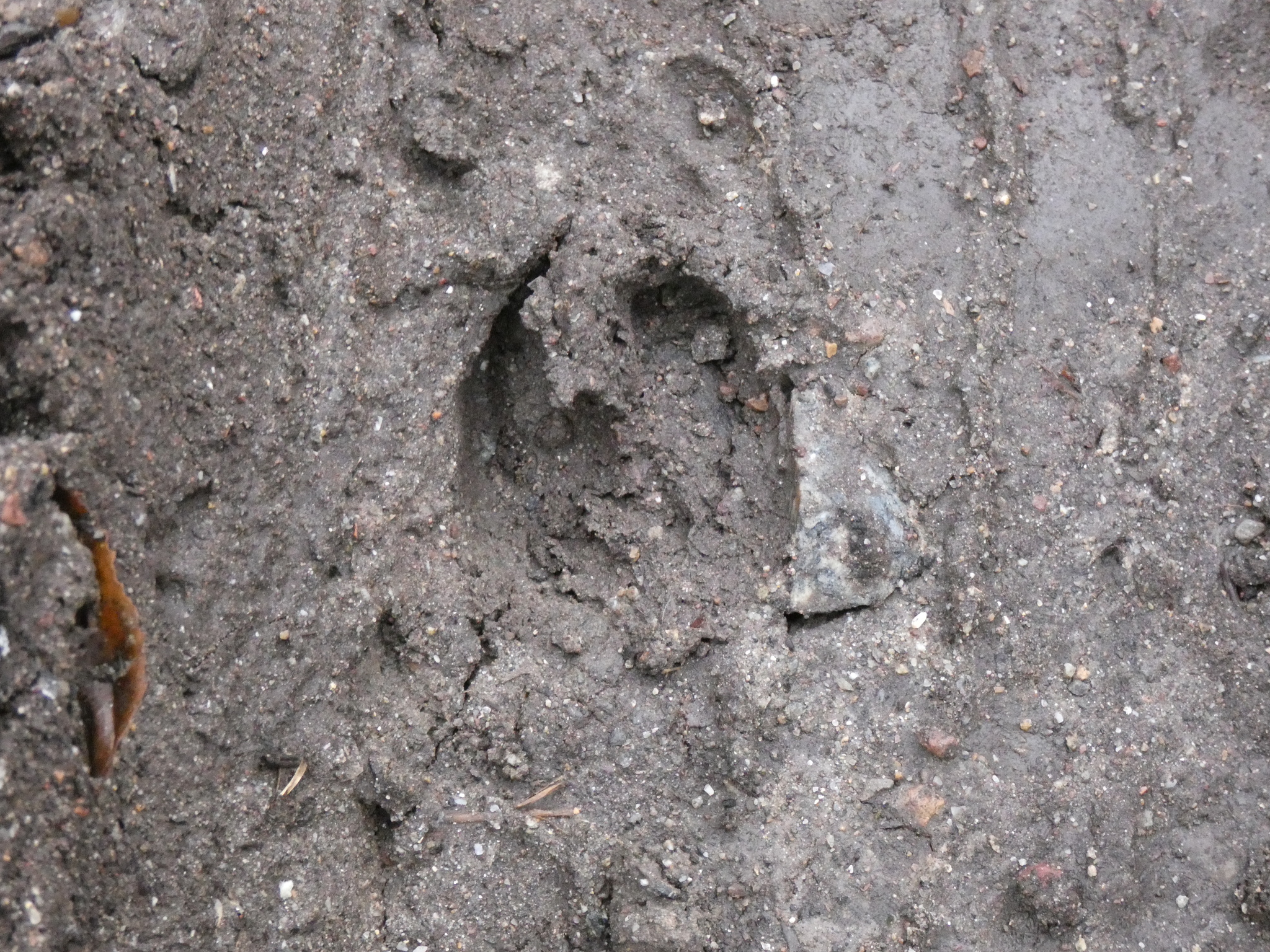 Sus scrofa Linnaeus, 1758