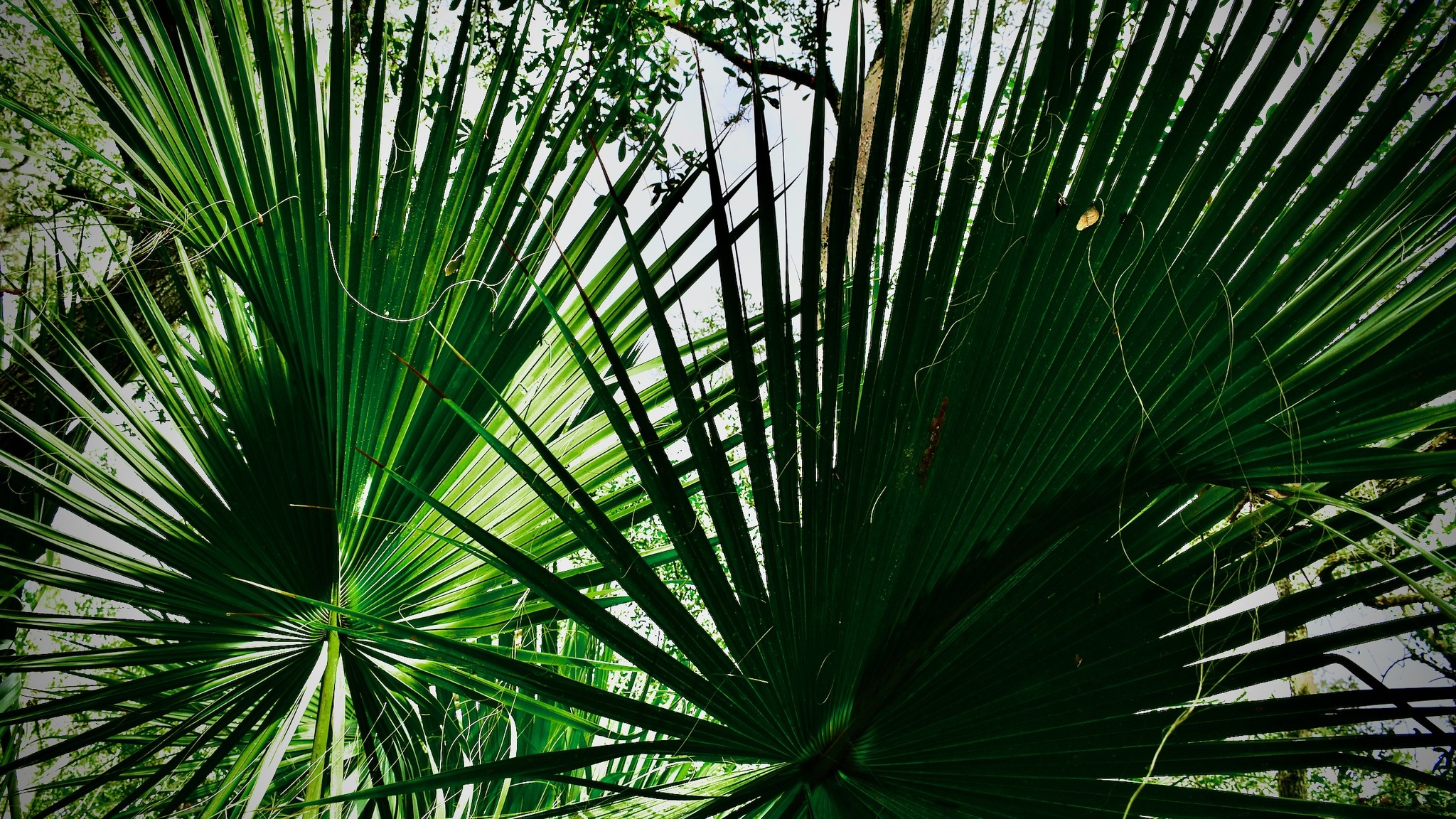 Arecaceae