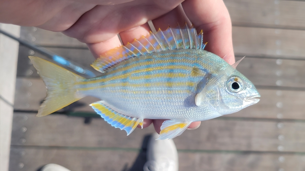 Pinfish (Lagodon rhomboides) - Marine Life Identification