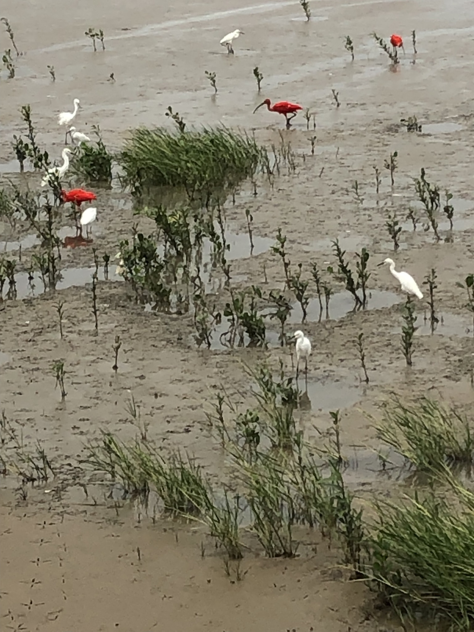 Eudocimus ruber (Linnaeus, 1758)