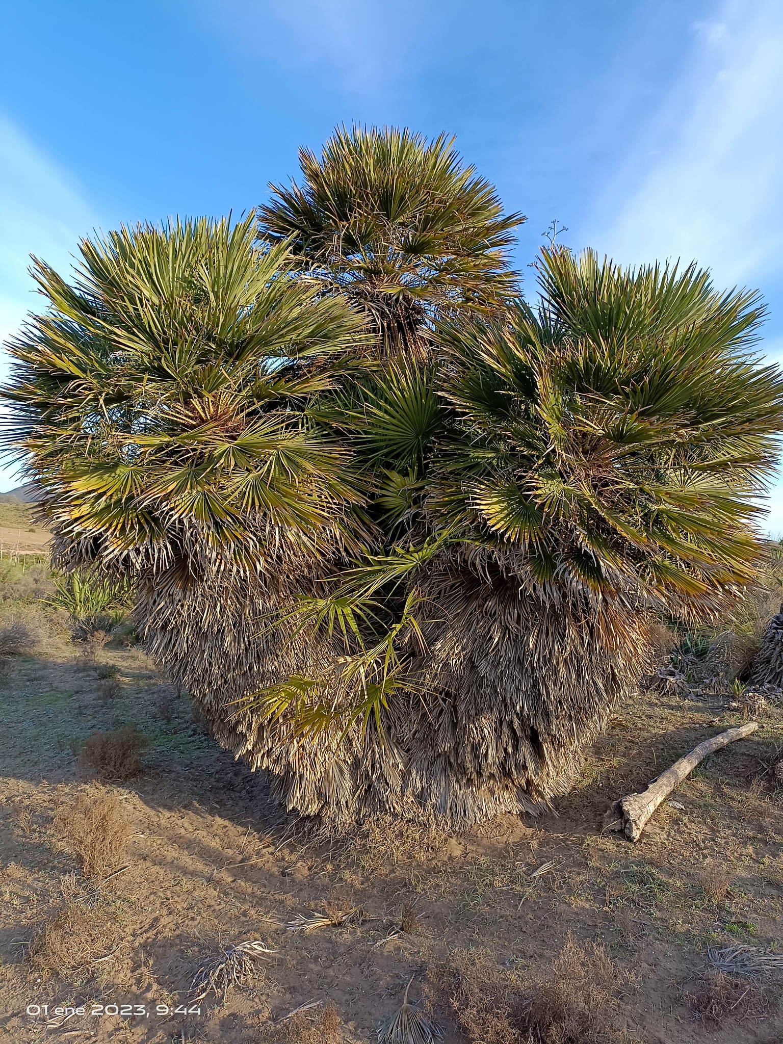 Arecaceae