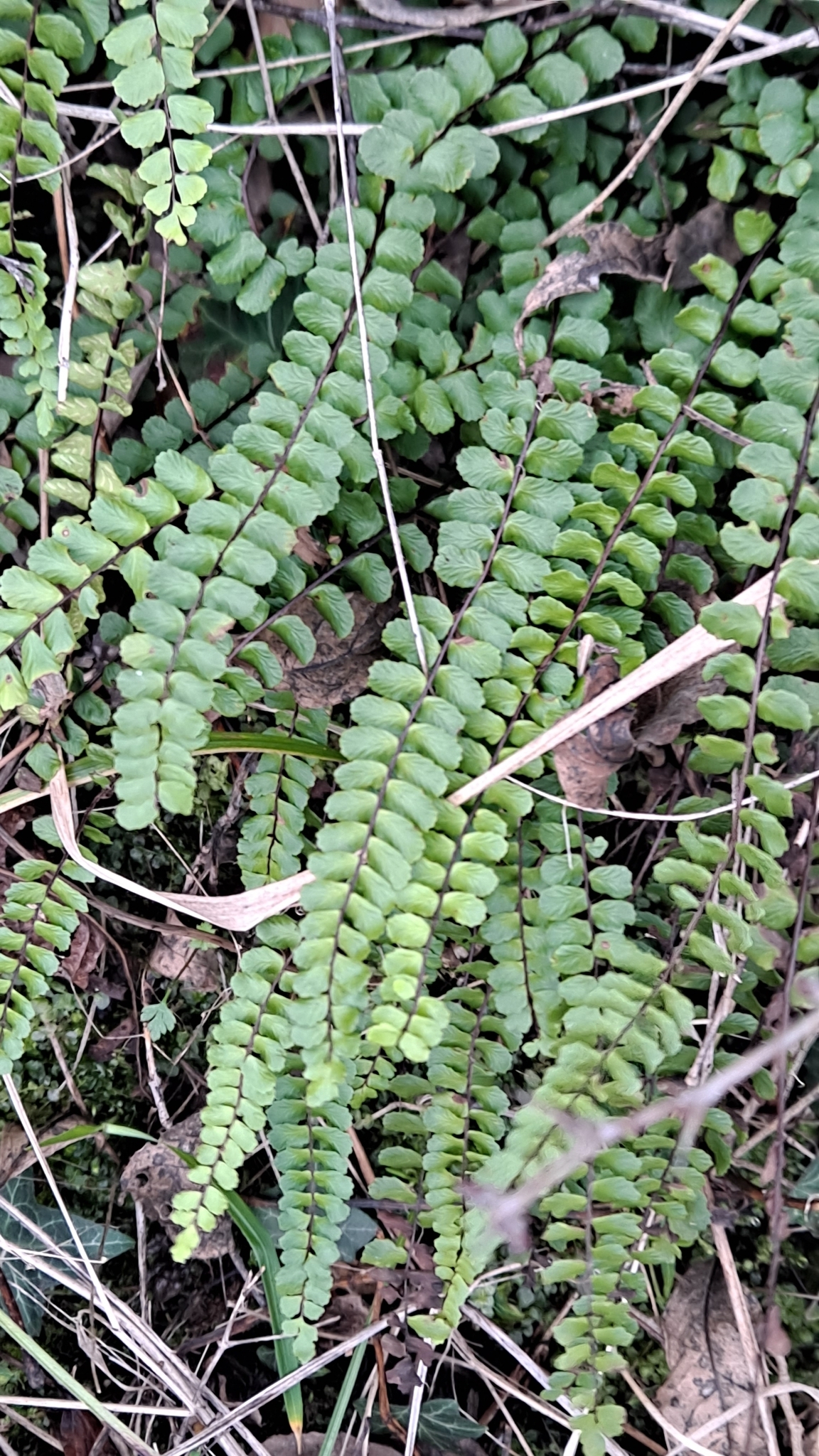 Asplenium L.
