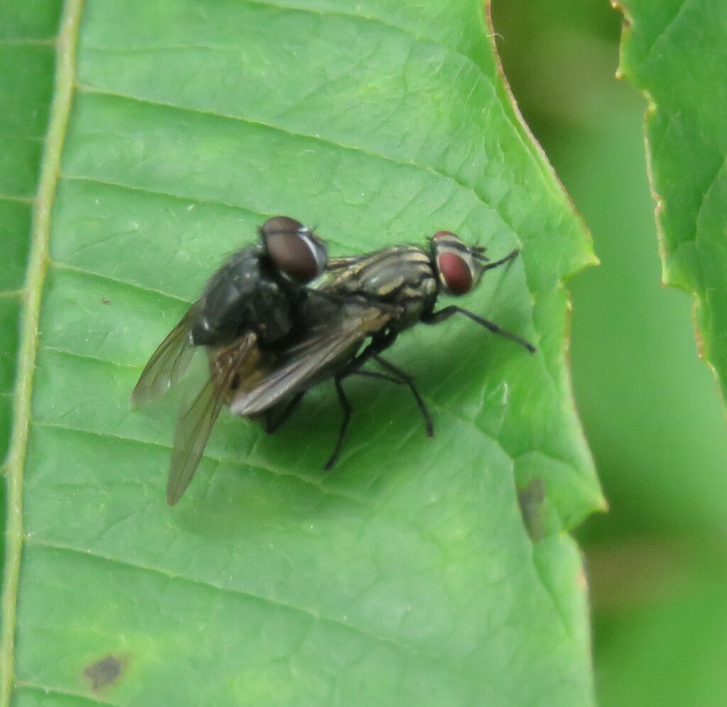 Face fly from 431 E Rd, Milton, VT 05468, USA on June 28, 2022 at 10:34 ...