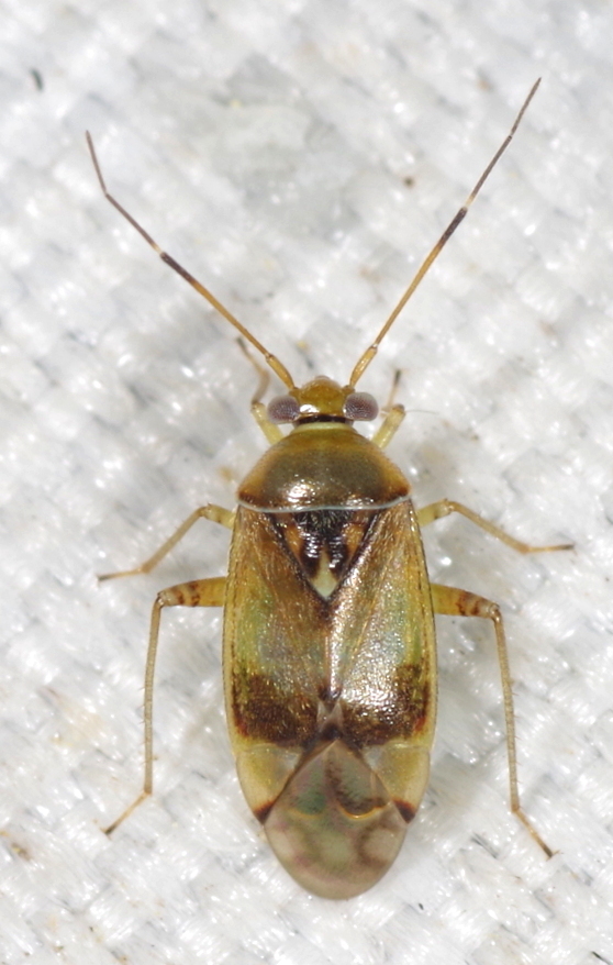 Pinalitus cervinus from 73270 Beaufort, France on May 24, 2015 at 12:30 ...