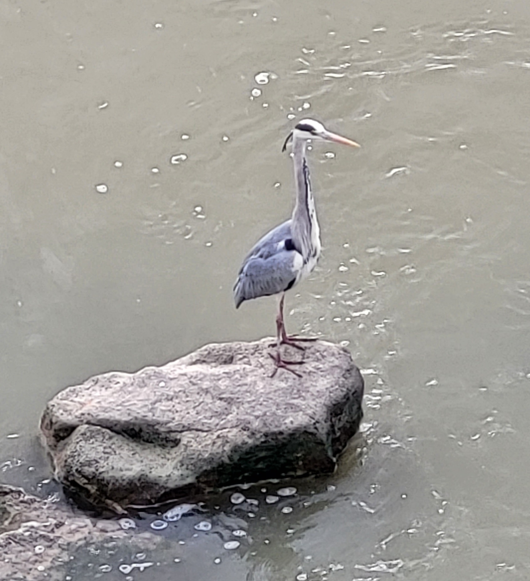 Ardea cinerea Linnaeus, 1758