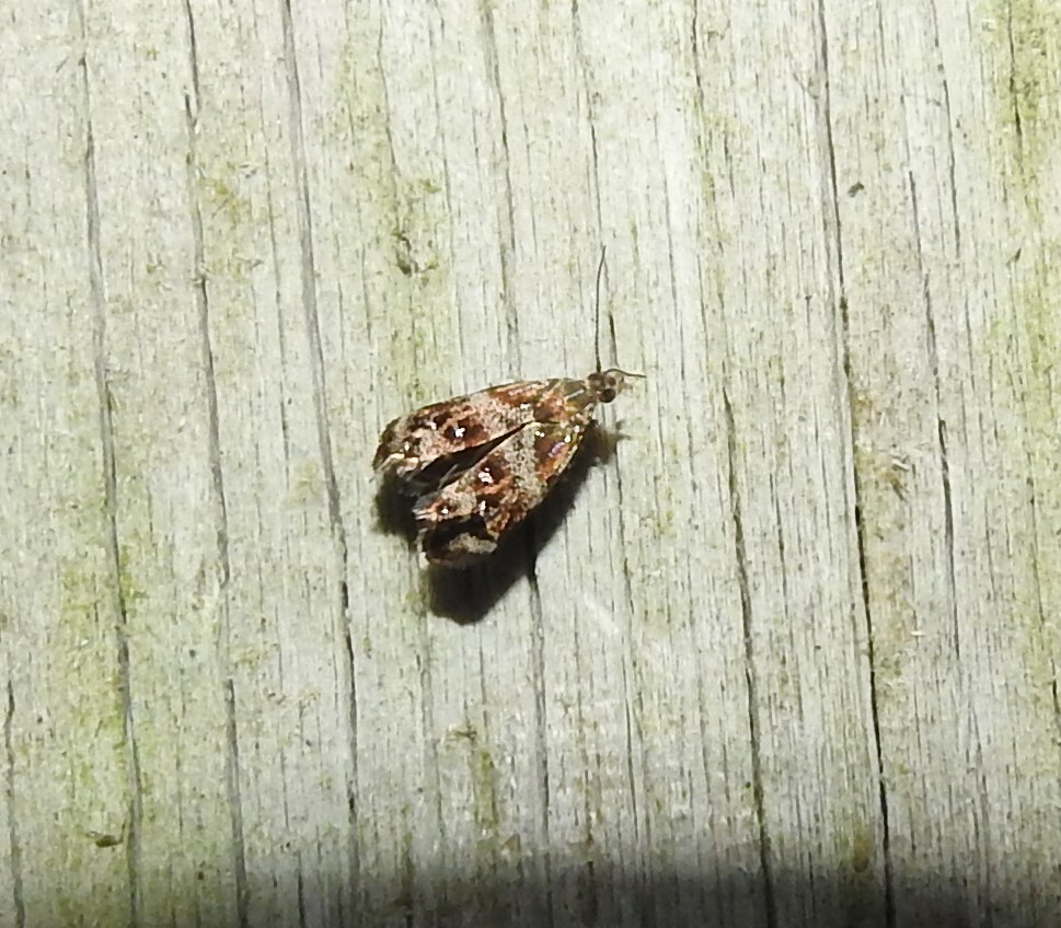 Tebenna micalis Mann, 1857